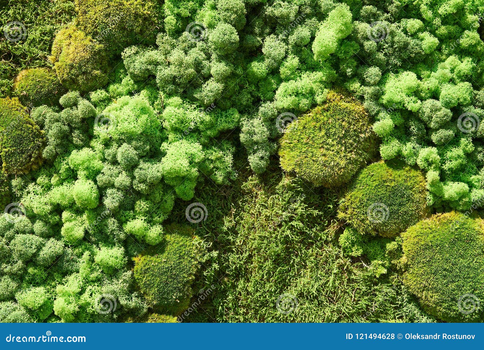 Composition of Various Types of Moss Stock Photo - Image of composition ...
