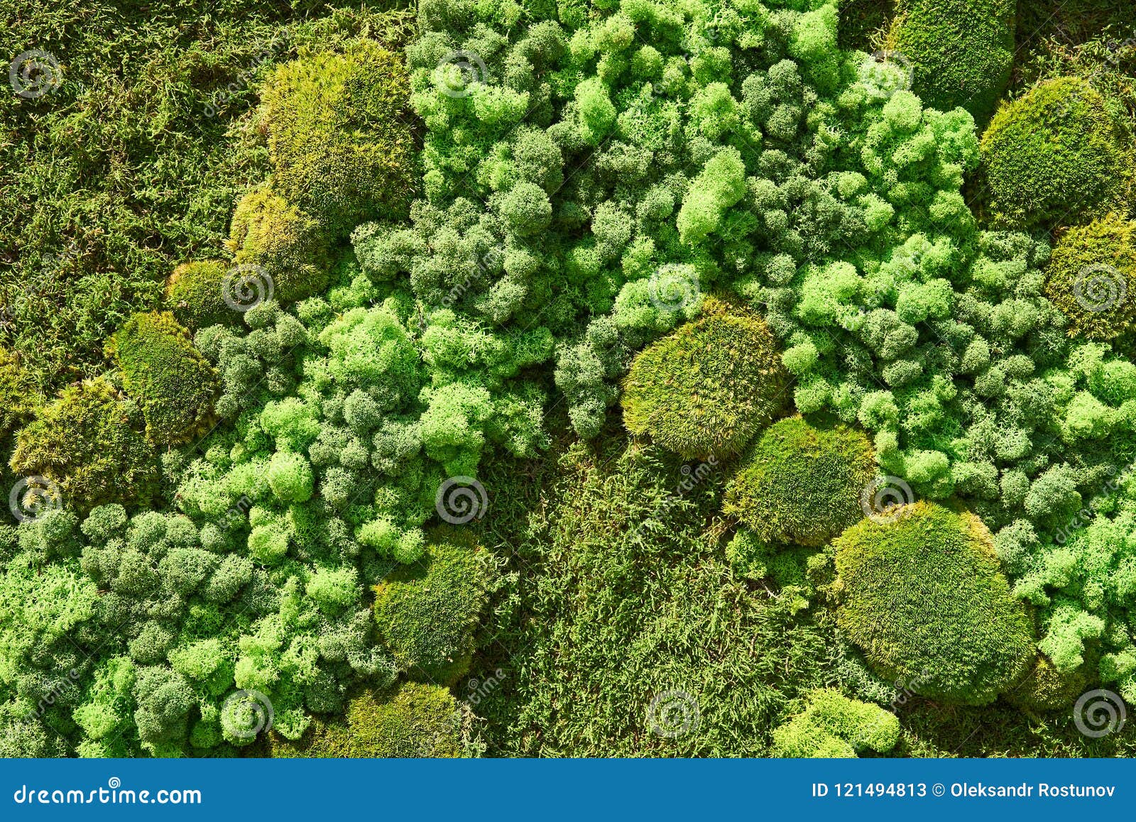 Composition of Various Types of Moss Stock Image - Image of moss ...