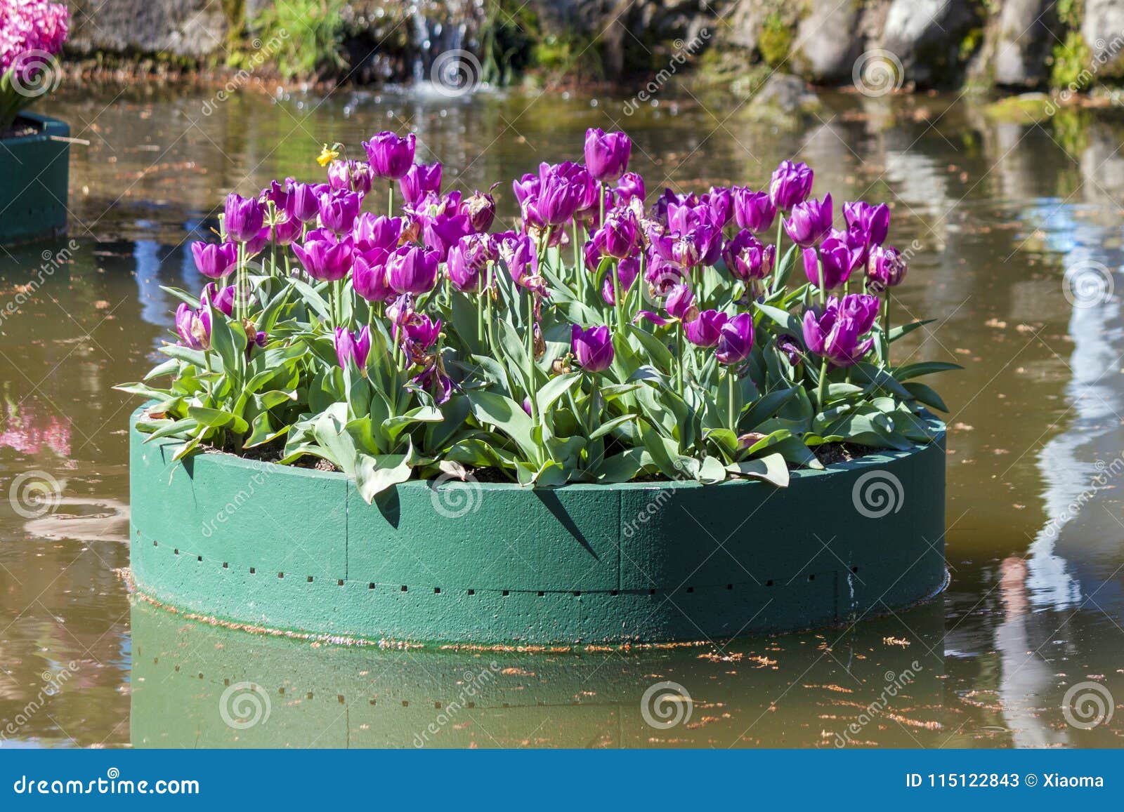 Composition of Tulips on a Floating Platform in a Garden Stock Image ...