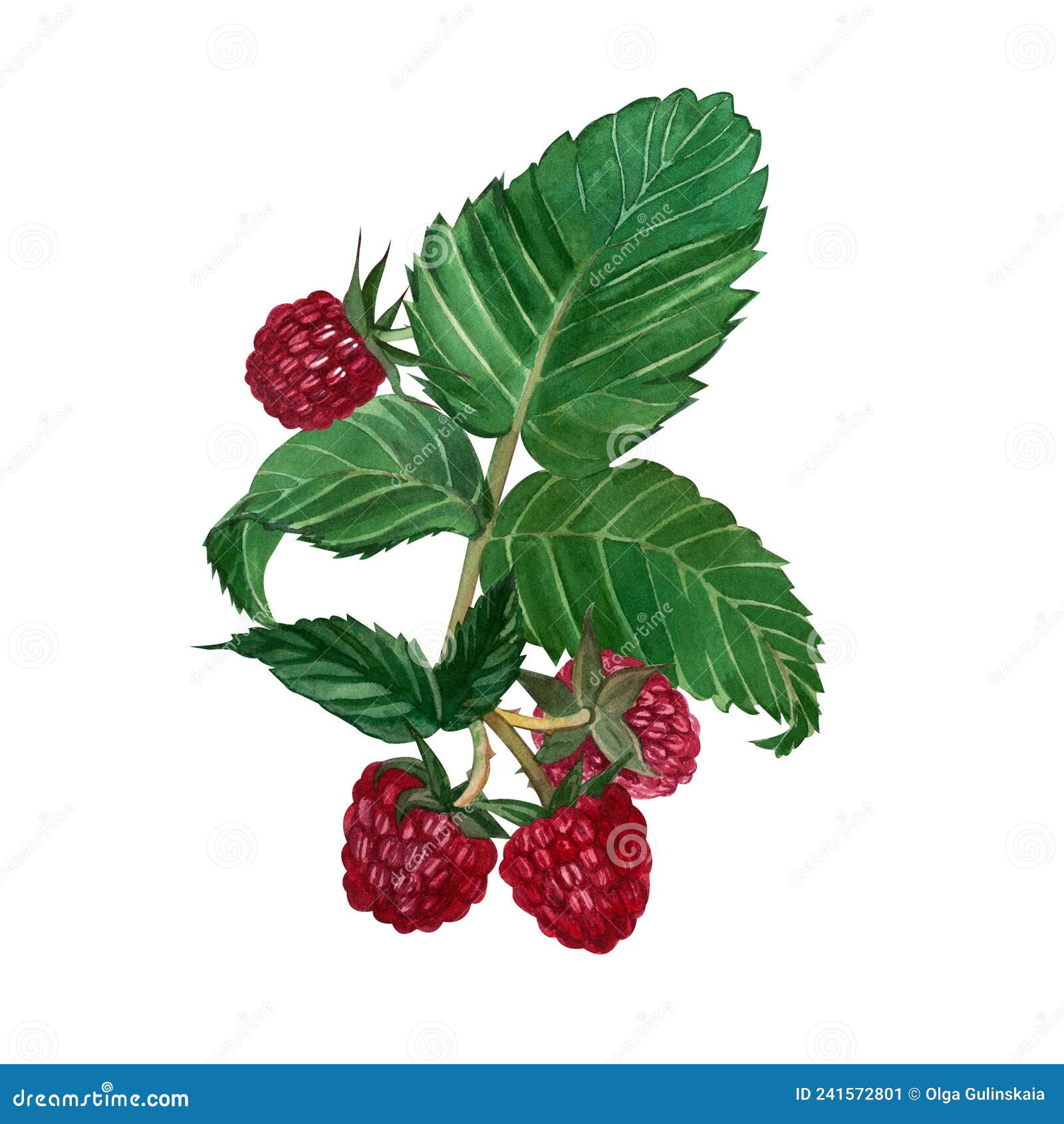 A Composition of Watercolor Elements Hand-painted with Watercolor, a ...