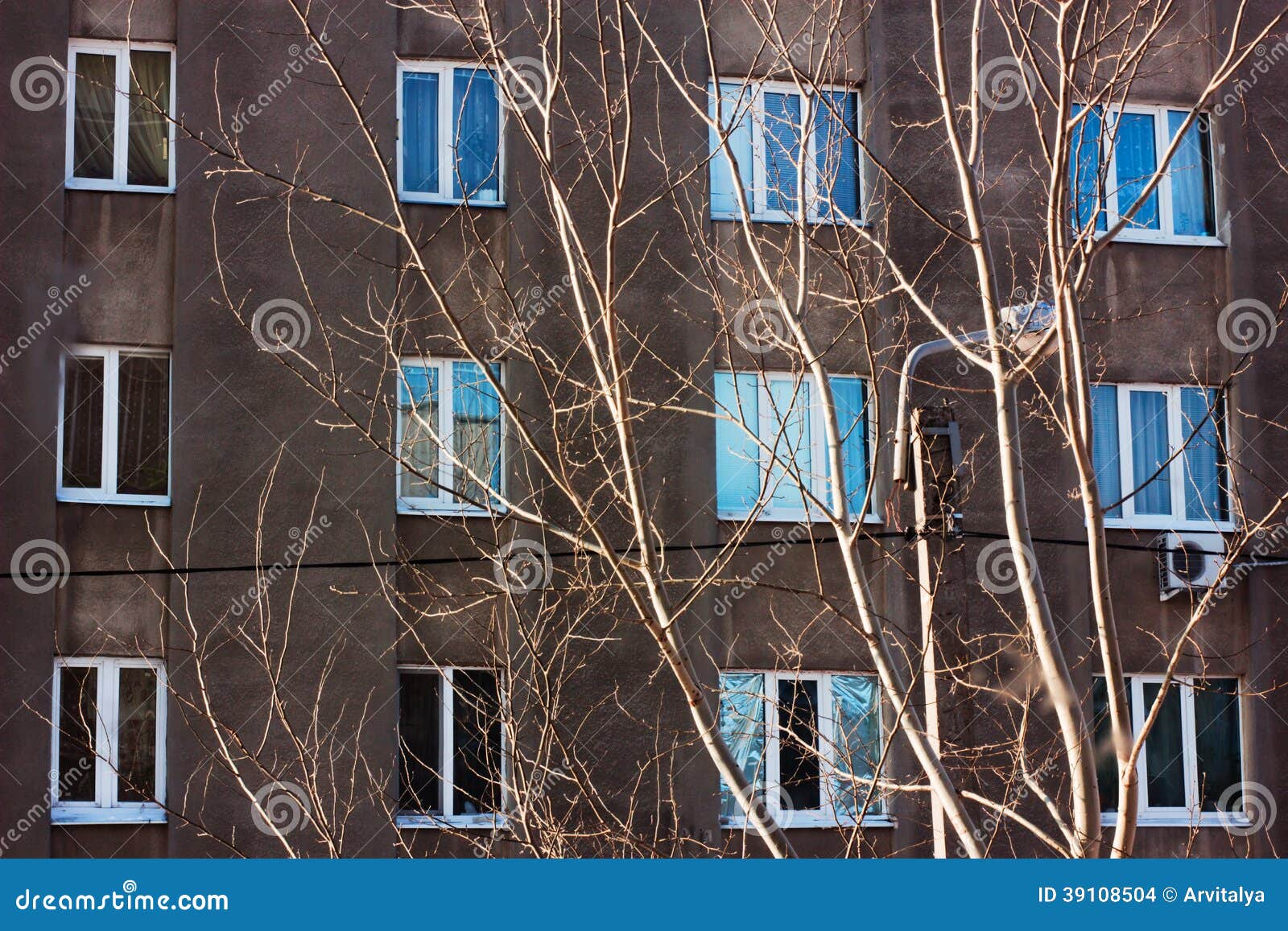 Windows and branches stock photo. Image of creature, contrary - 39108504