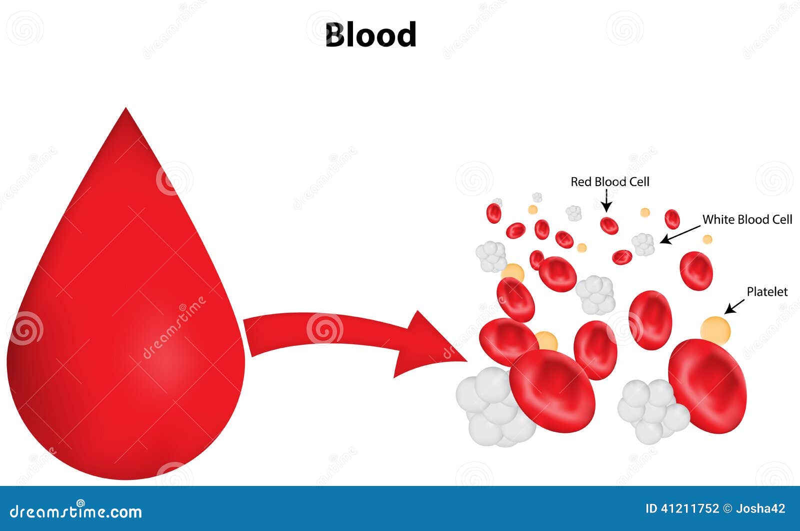 Composizione del sangue illustrazione vettoriale. Illustrazione di ...