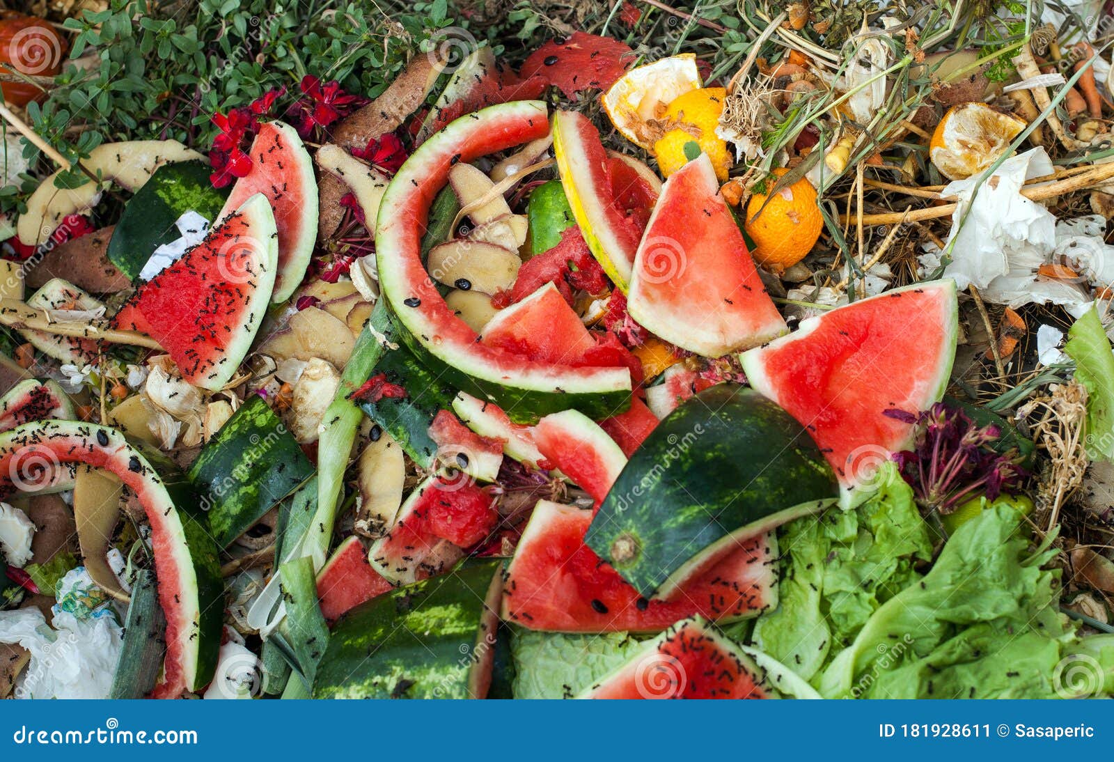 Compost and Composted Soil Cycle As a Composting Pile Stock Image ...