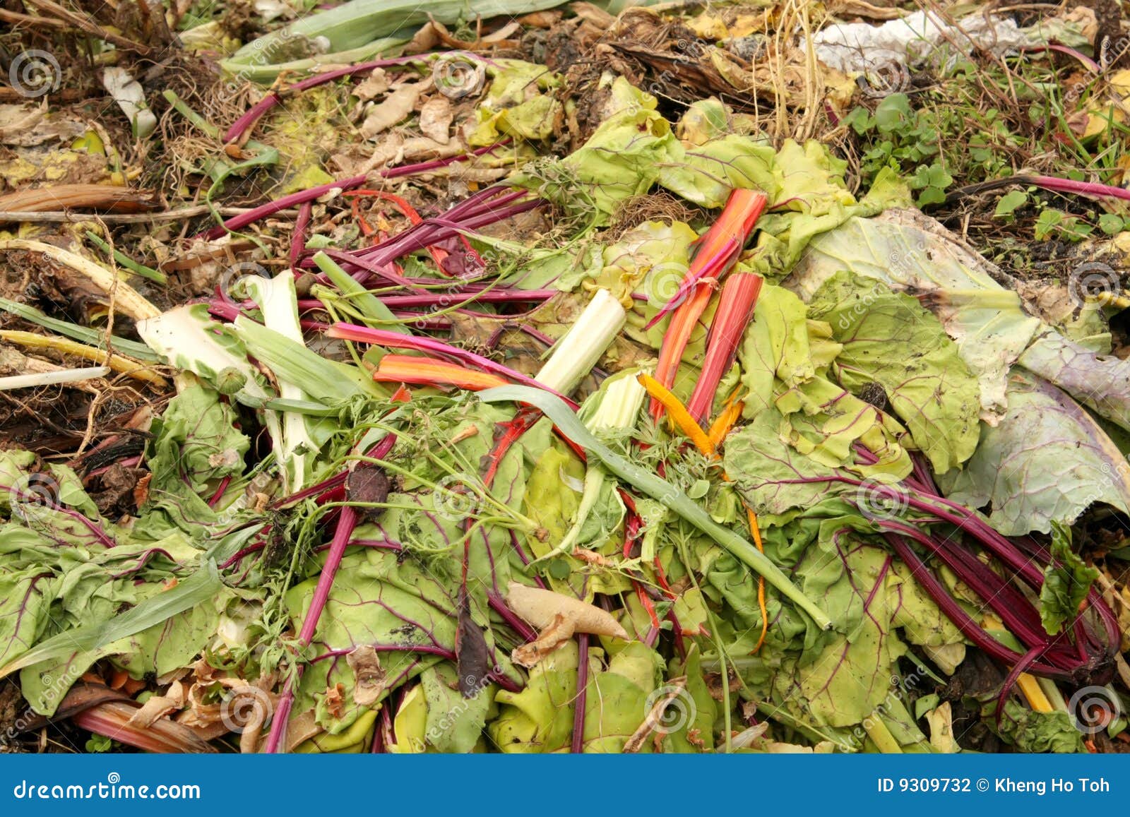 Compost Heap stock photo. Image of ecology, environmental - 9309732