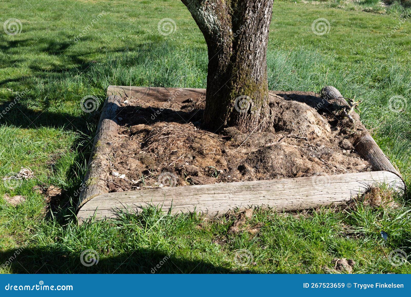 Compost Pile Around the Trunk of an Old Pear Tree.. Stock Image - Image ...