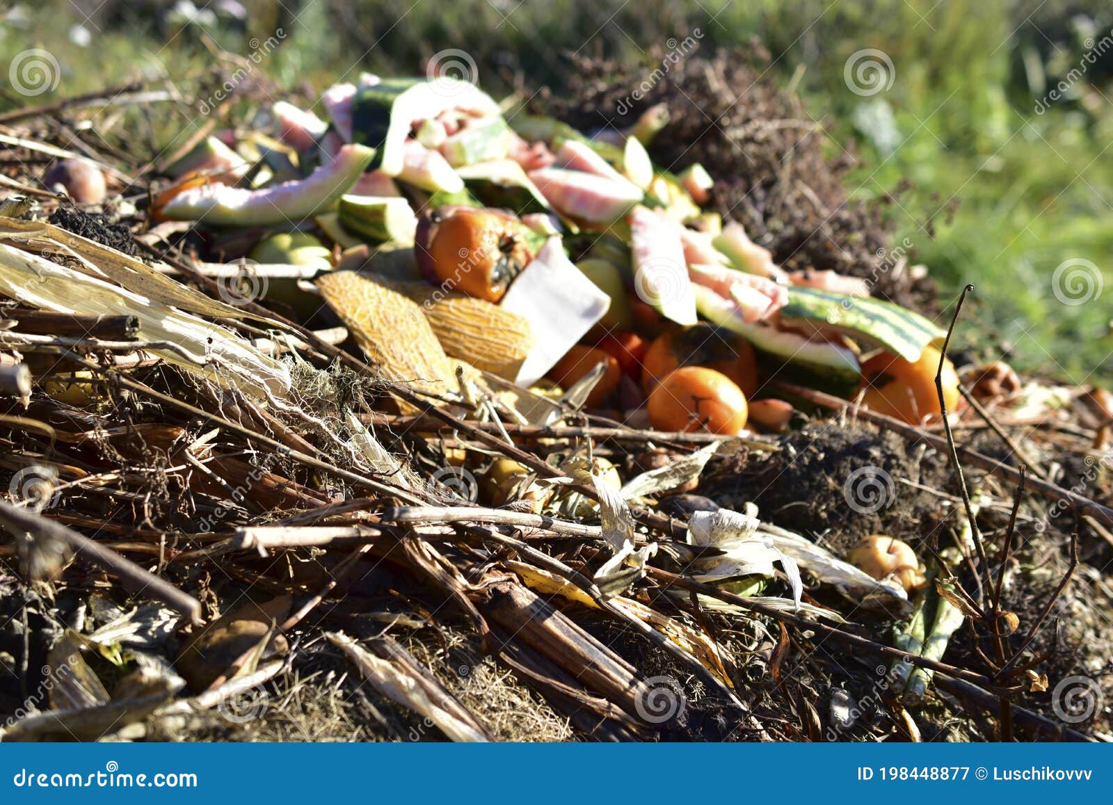 Compost Pile of Dried Grass and Watermelon and Melon Crusts Stock Image ...