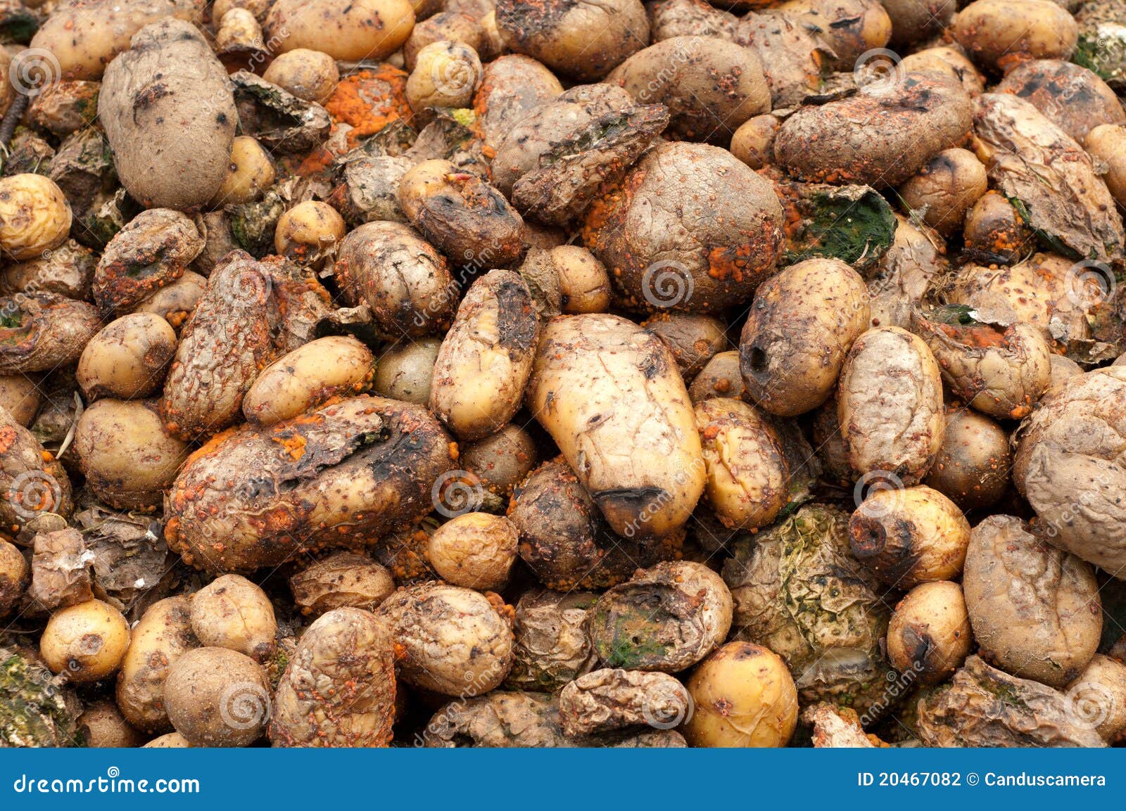 Compost Pile of Rotten Potatoes Stock Photo - Image of compost, mold ...