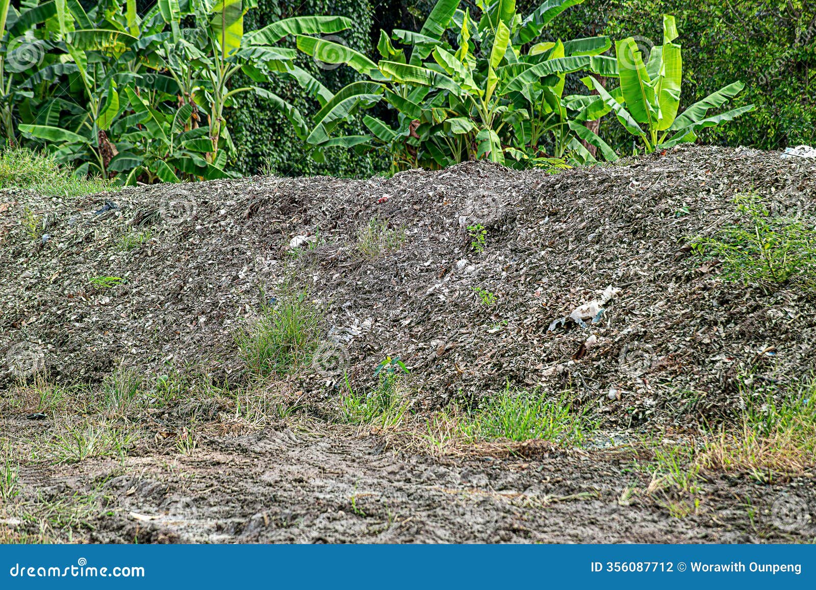 Soil Microorganisms In A Soil Sample, Soil Fungus And Bacteria On A Regenerative Farm In Compost ...