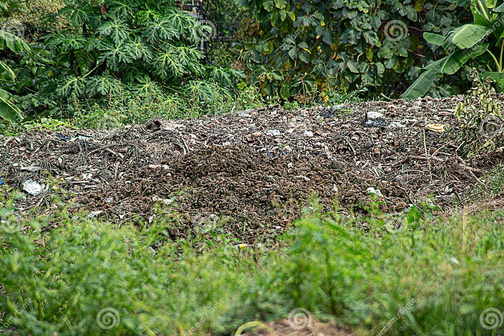 Compost Piles are Full of Soil Microorganisms. Farming is Done Using ...