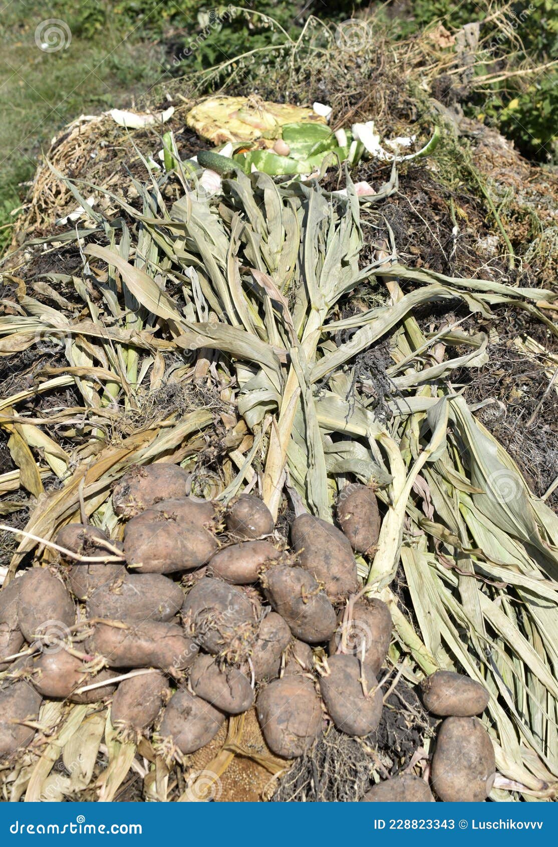 Compost Pit with Rotting Vegetables in the Garden Stock Image - Image ...