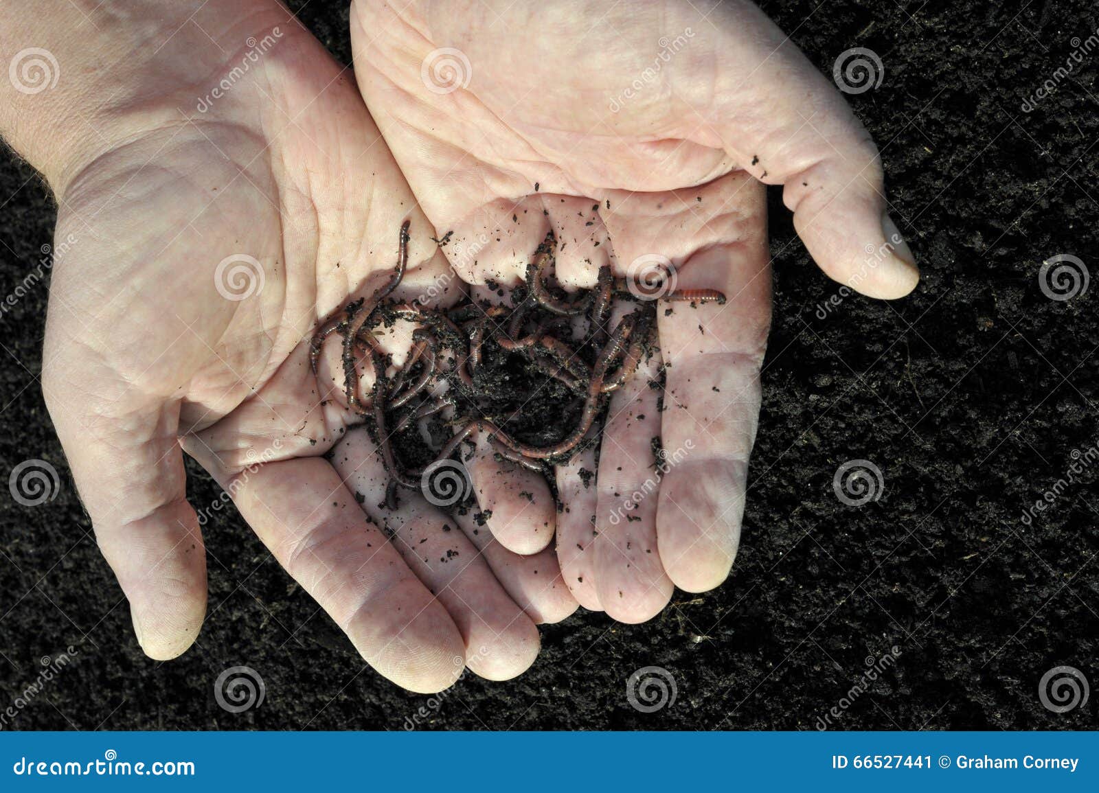 Compost worms stock image. Image of organic, home, vegetables - 66527441