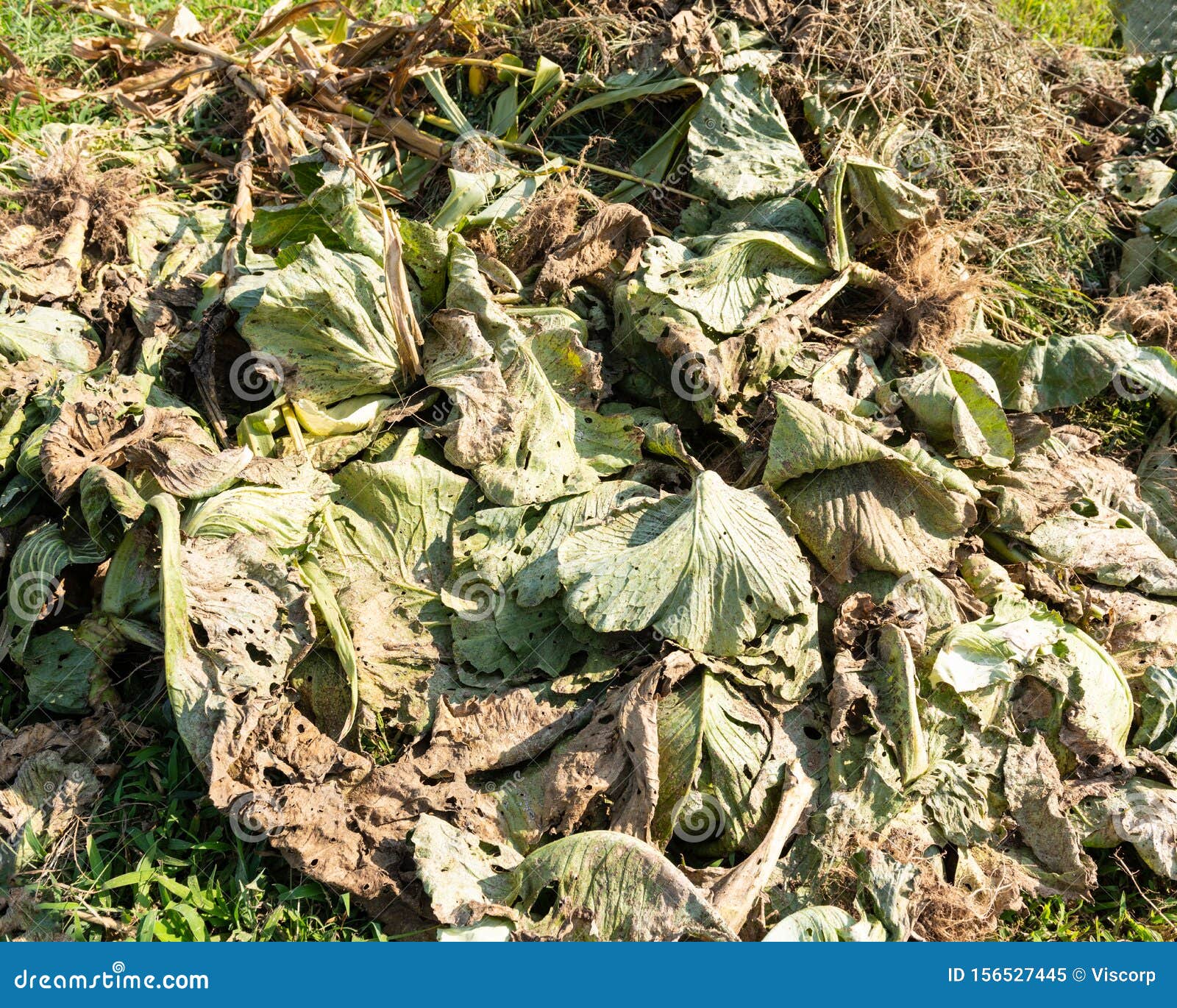 Compostagem De Folhas De Lixo Imagem de Stock - Imagem de lixo, repolho ...
