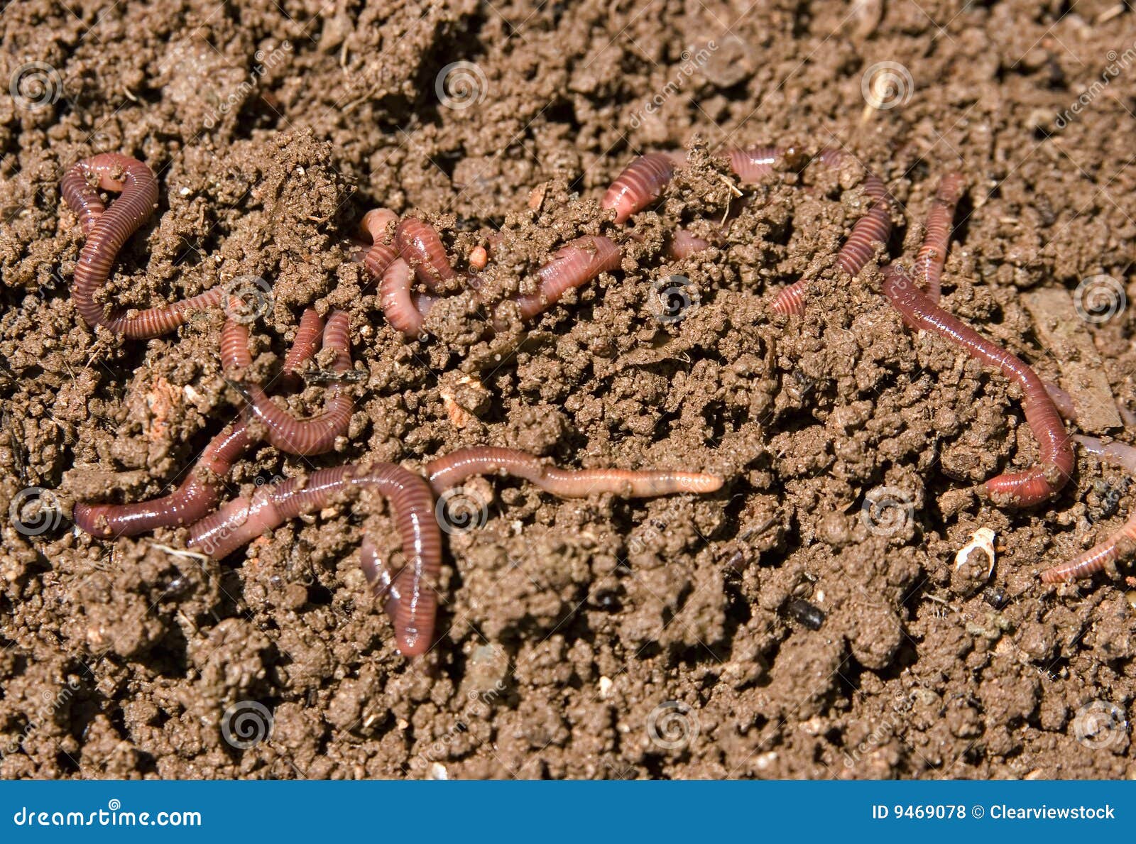 Composting garden worms stock photo. Image of garden, dirt - 9469078