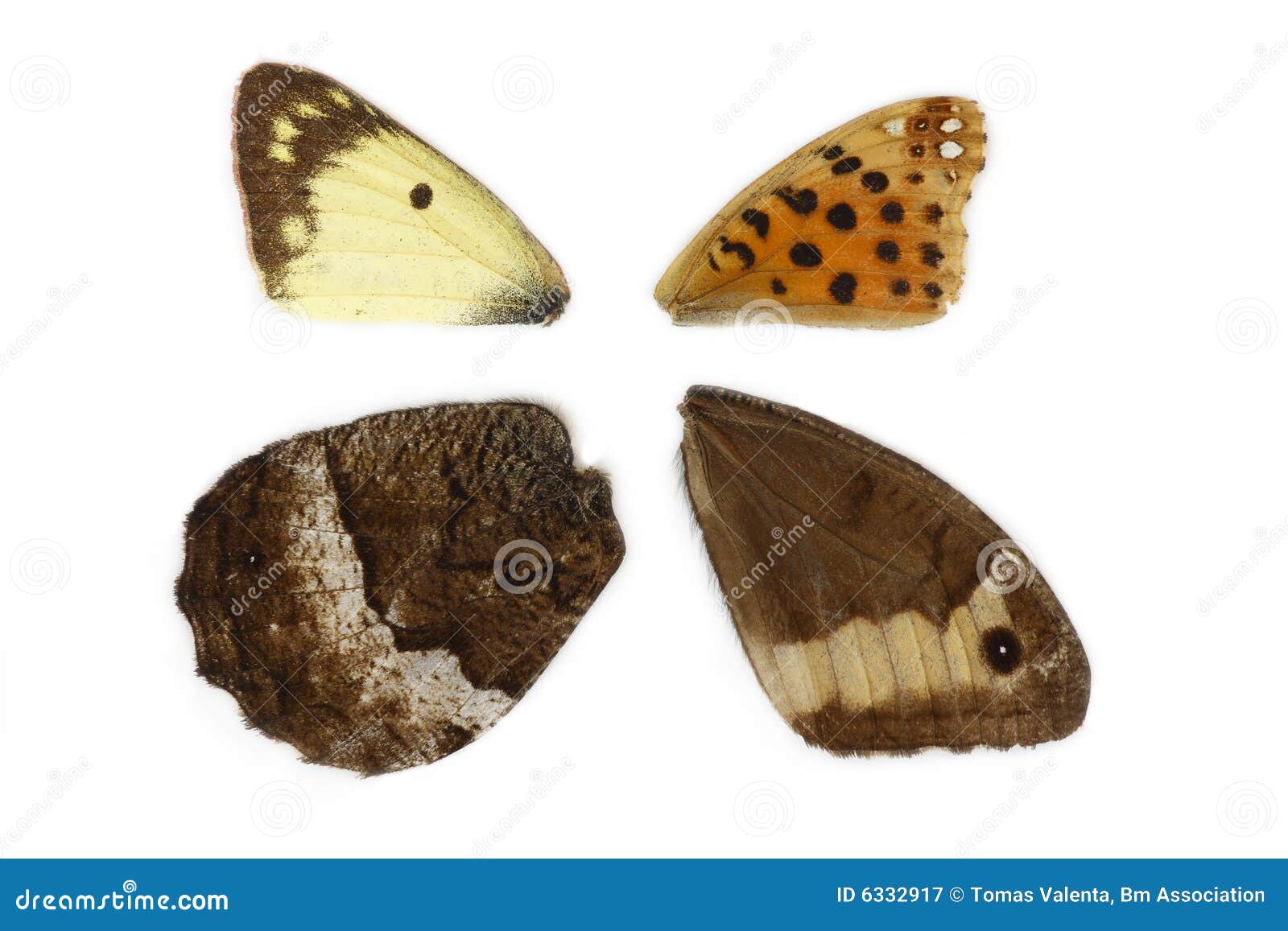 Compound Butterfly Picture. Image: 6332917