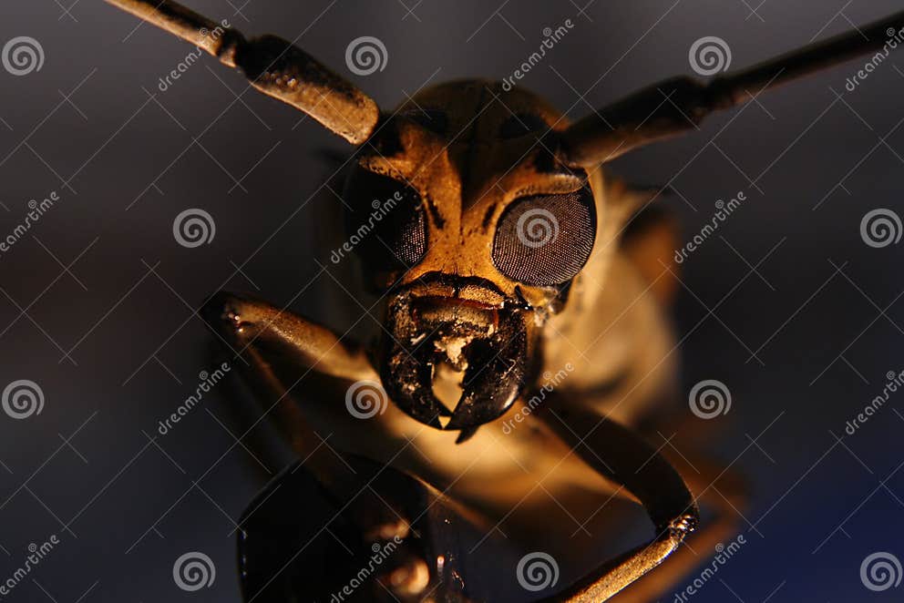 Compound eyes stock photo. Image of tropical, zoology - 14392934