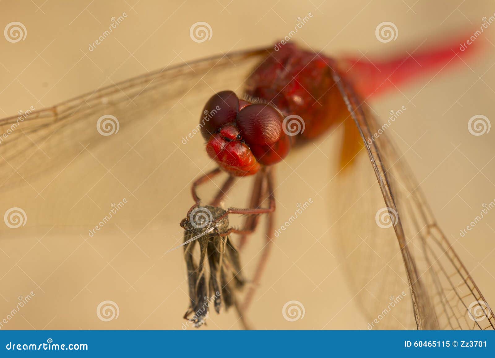 Compound Eyes of Red Dragonfly Stock Image - Image of gossamer, labrum ...