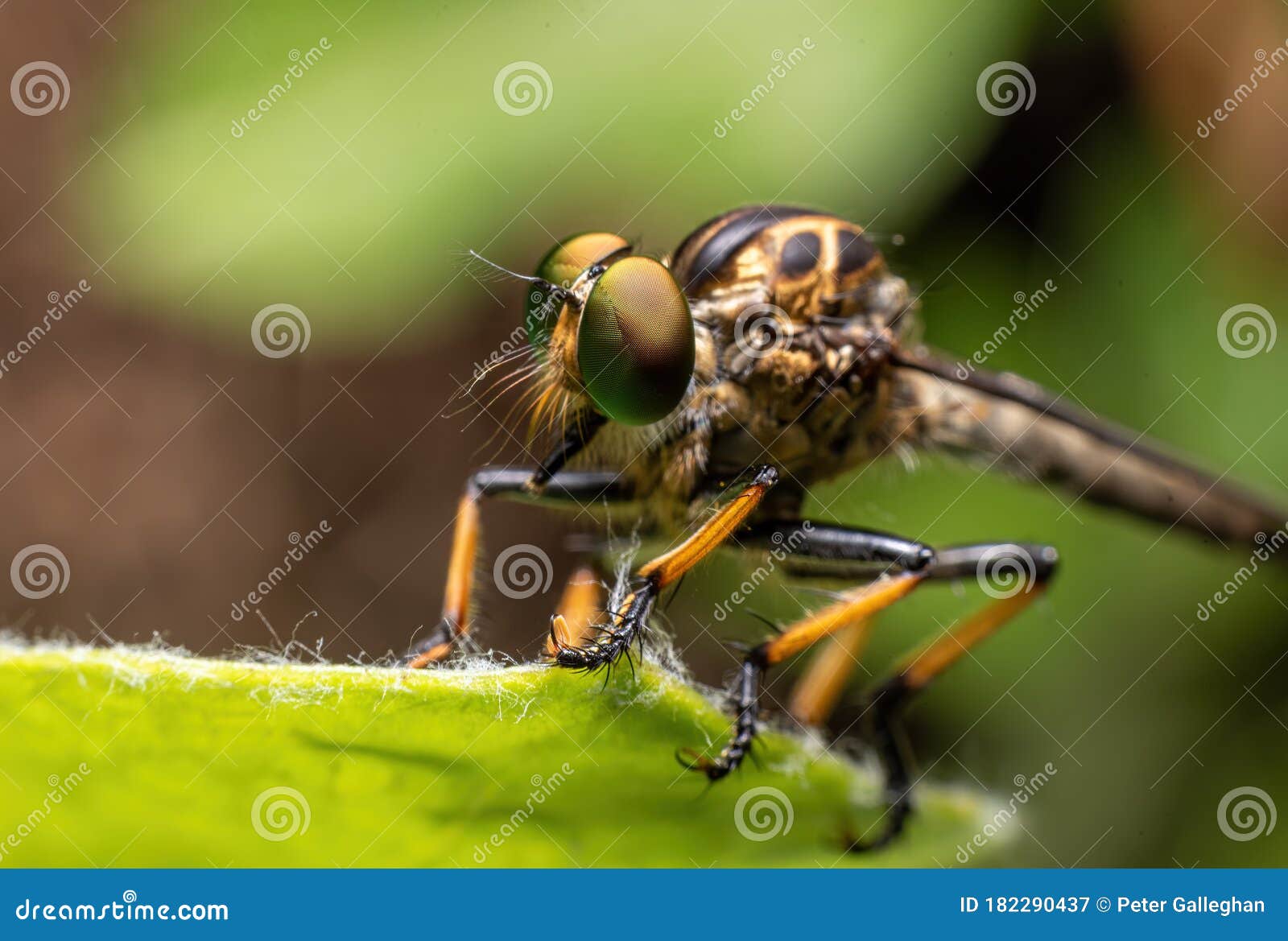 The Compound Eyes of the Robber Fly Stock Image - Image of extreme ...