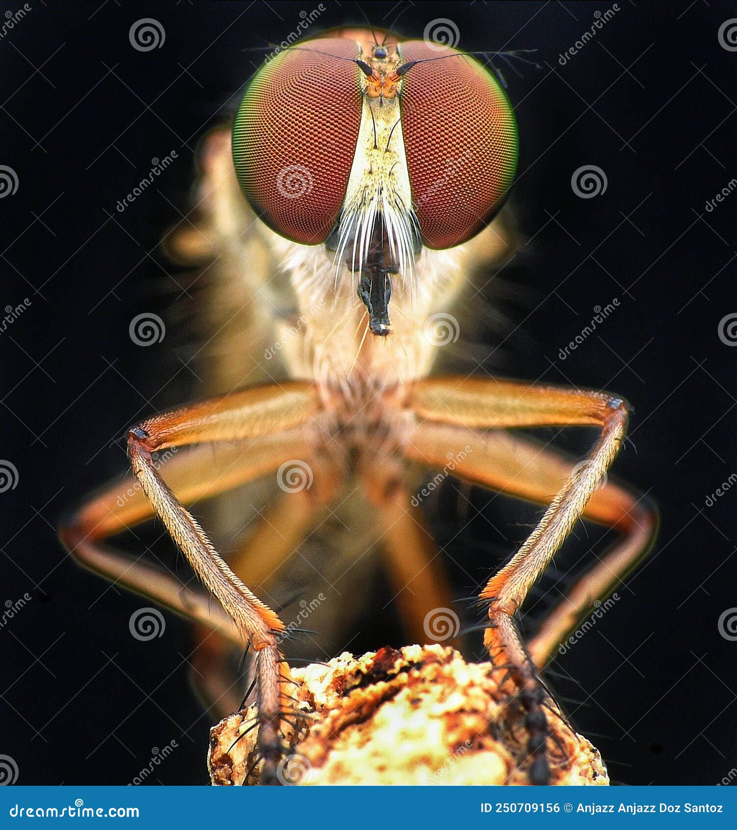 Compound Eyes of a Robberfly Stock Photo - Image of animal, insect ...