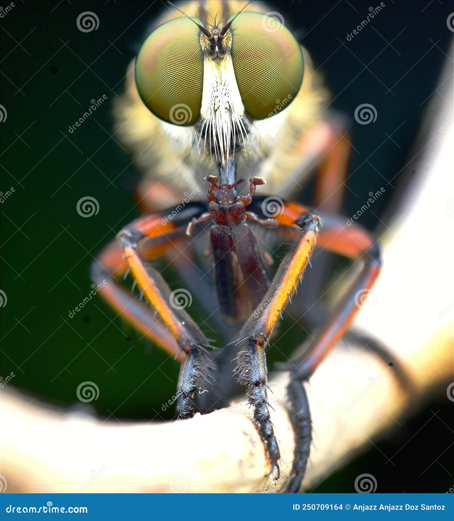 Compound Eyes of a Robberfly Stock Photo - Image of robberfly, macro ...