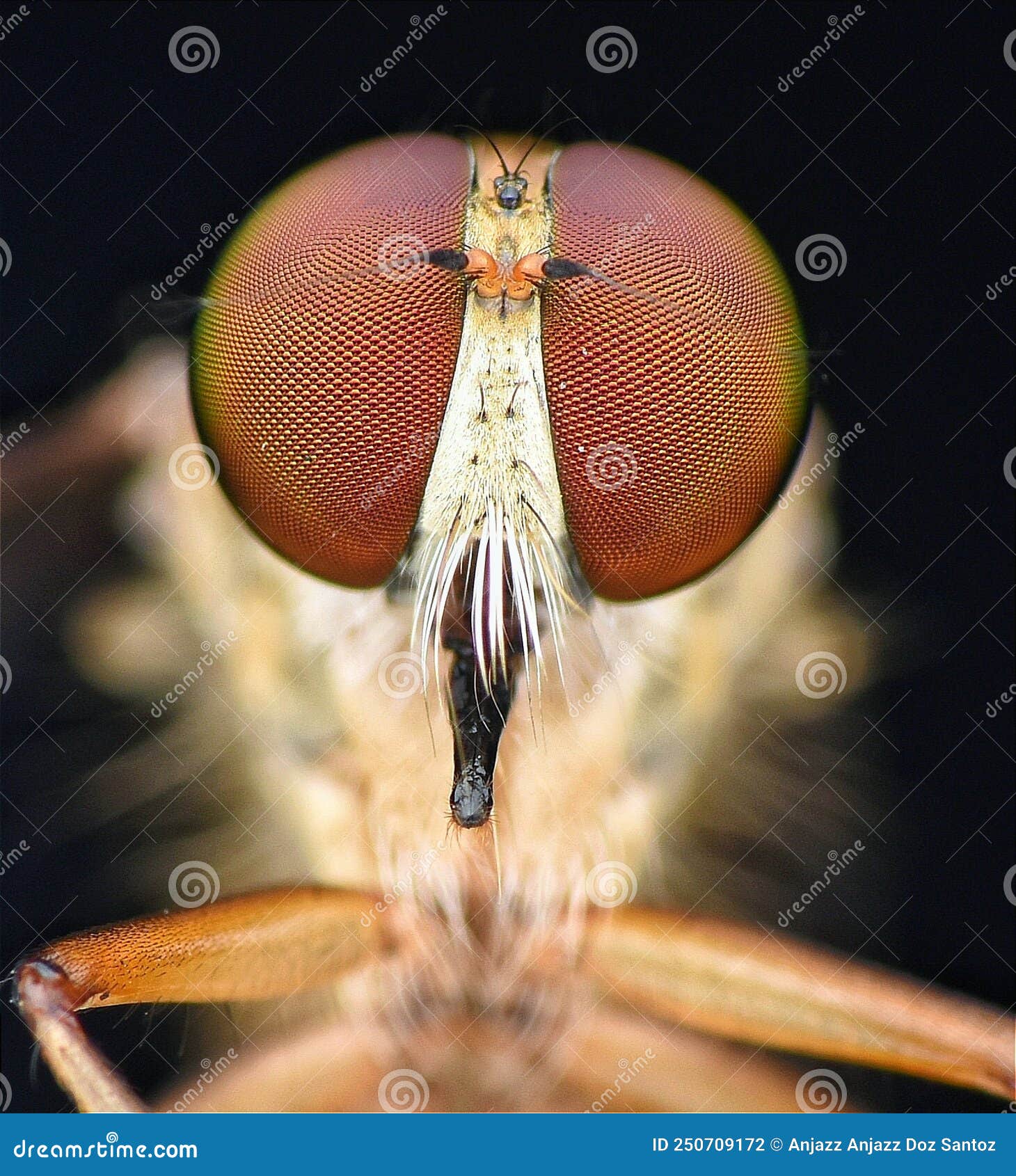 Compound Eyes of a Robberfly Stock Photo - Image of macro, eyes: 250709172