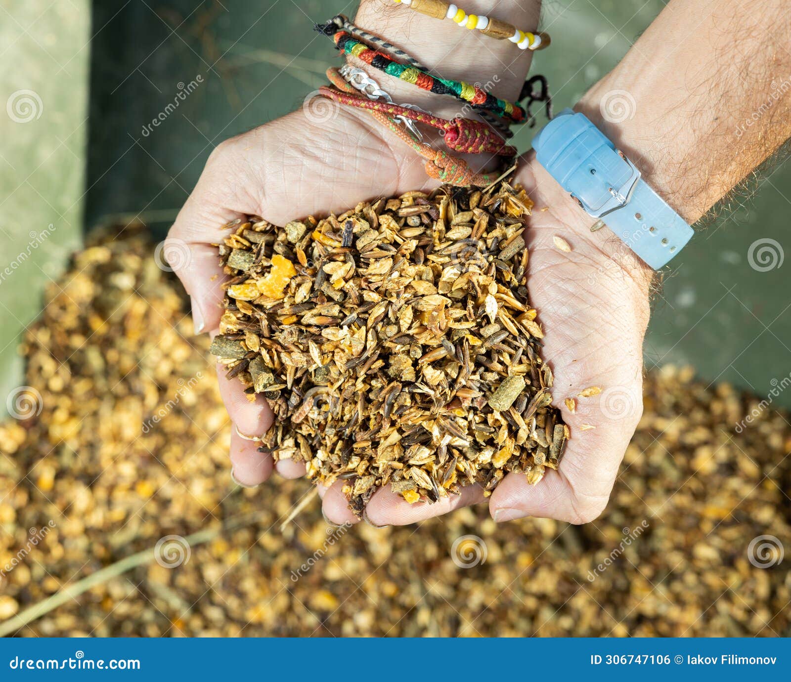 Compound Feed for Feeding Horses in Hands Closeup Stock Photo - Image ...