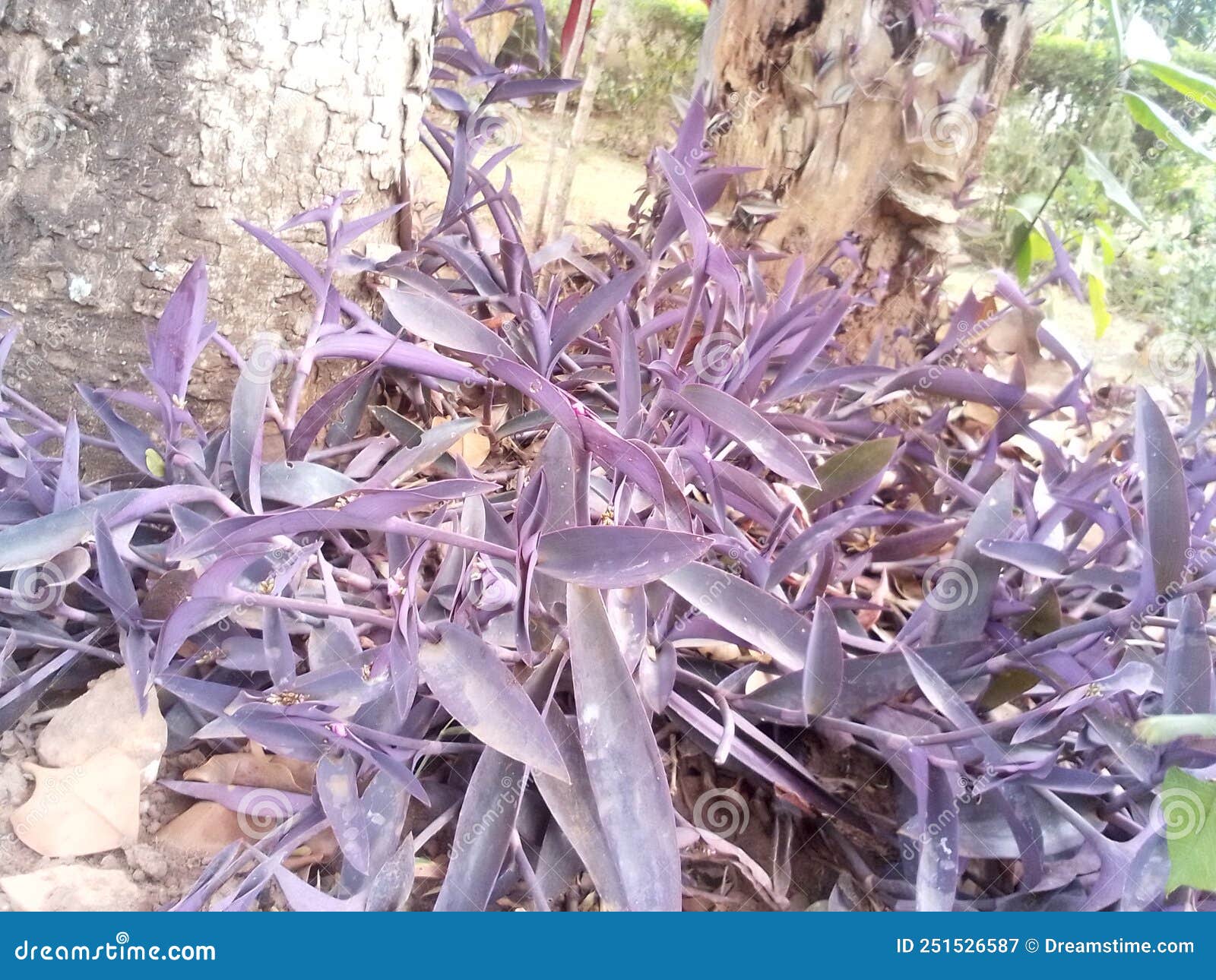 Compound flowers beautiful stock image. Image of garden - 251526587