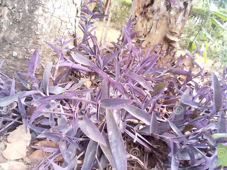 Compound flowers beautiful stock image. Image of garden - 251526587