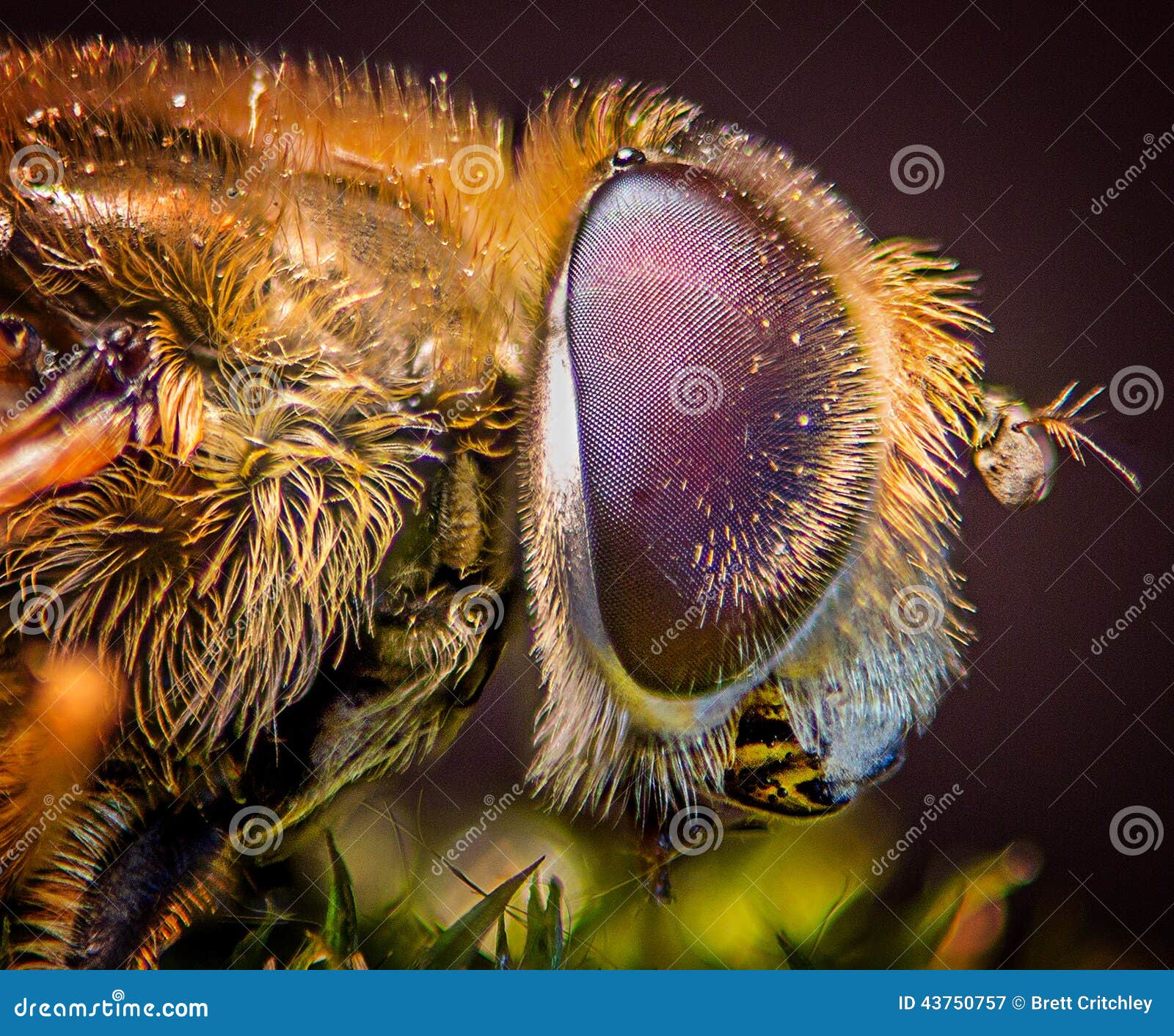 Compound fly eye macro stock image. Image of hover, compound - 43750757