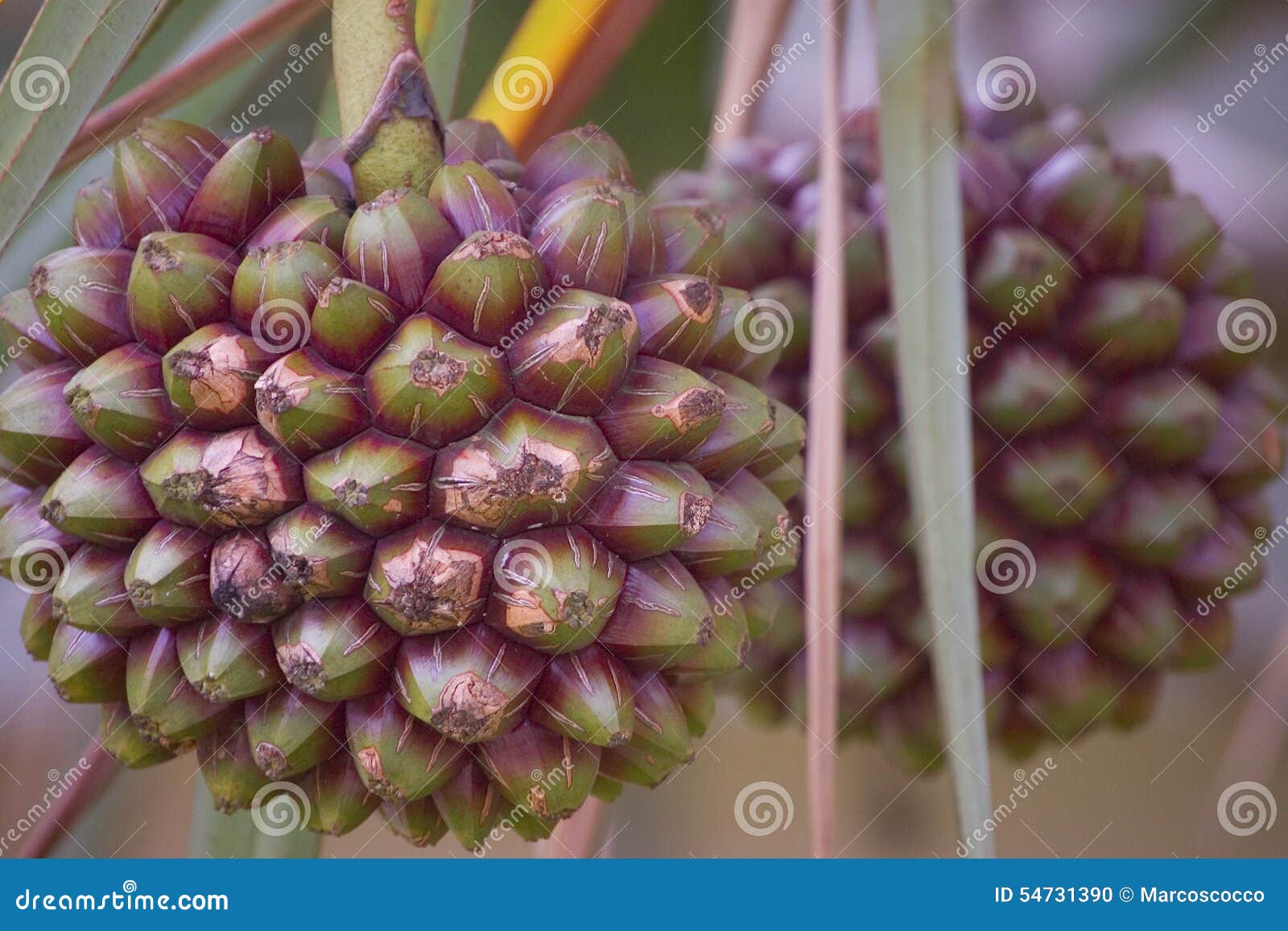 Compound fruit stock photo. Image of enviroment, seed - 54731390
