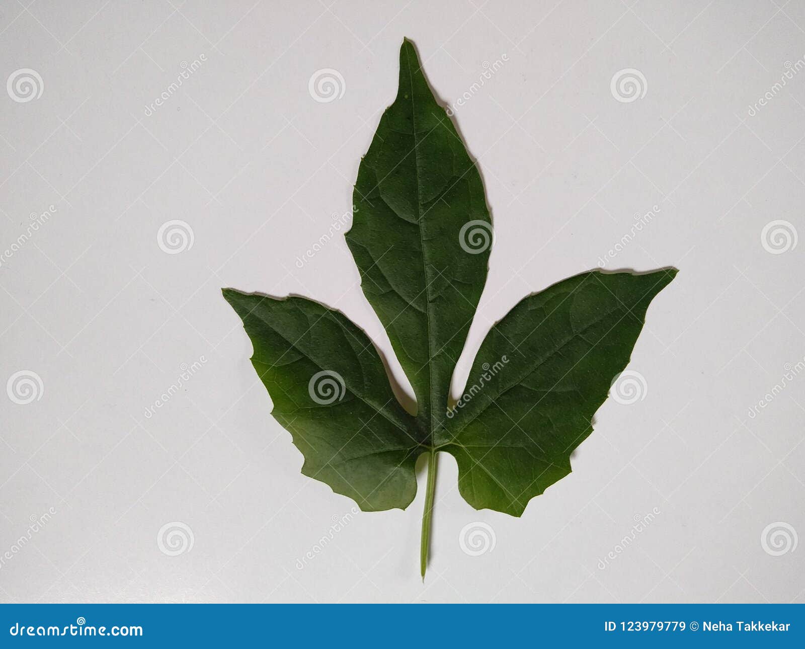 A compound green leaf stock image. Image of compound - 123979779 A compound green leaf stock image. Image of compound - 123979779