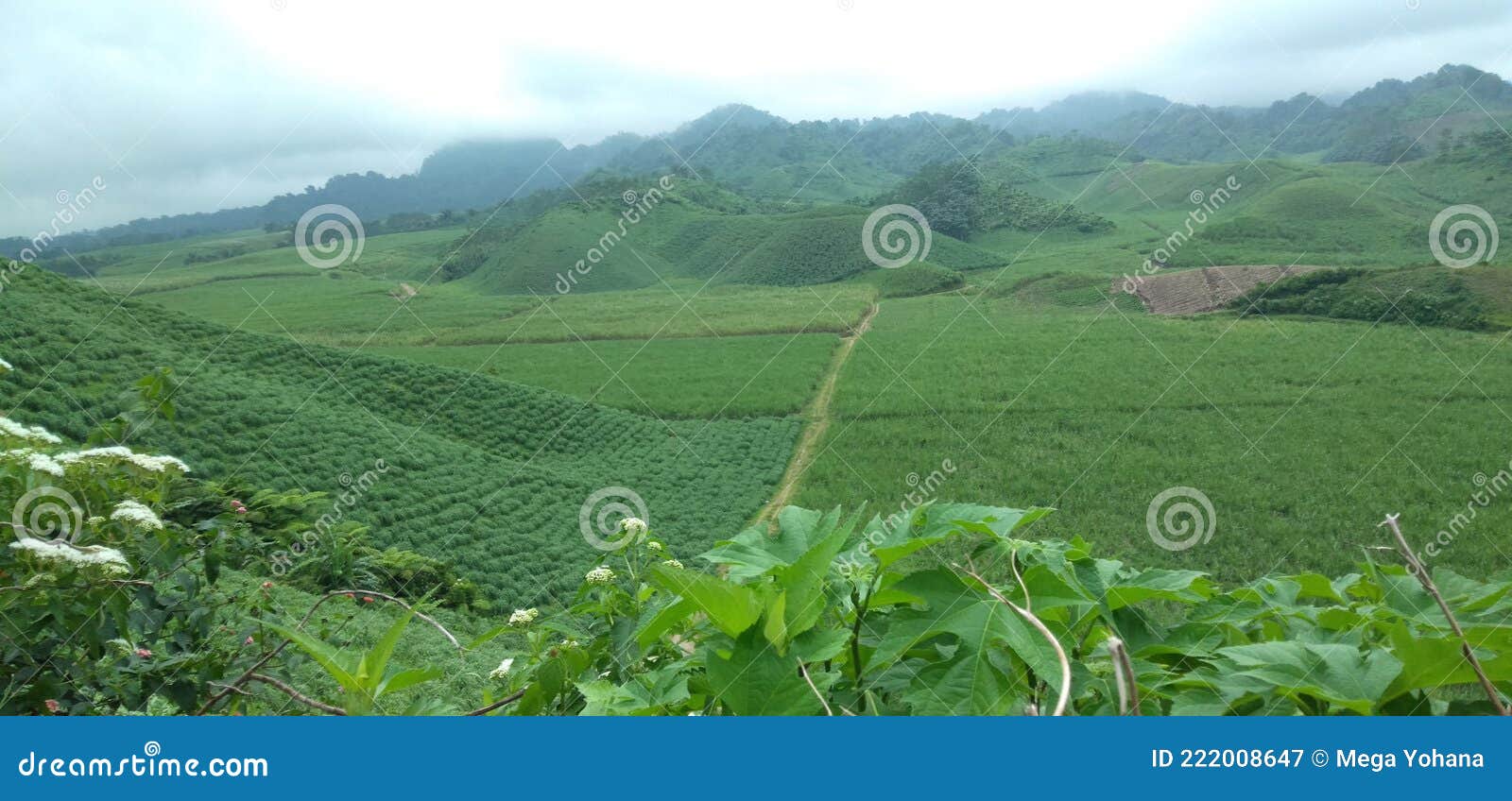 Compound of Hills stock image. Image of shrub, plantation - 222008647