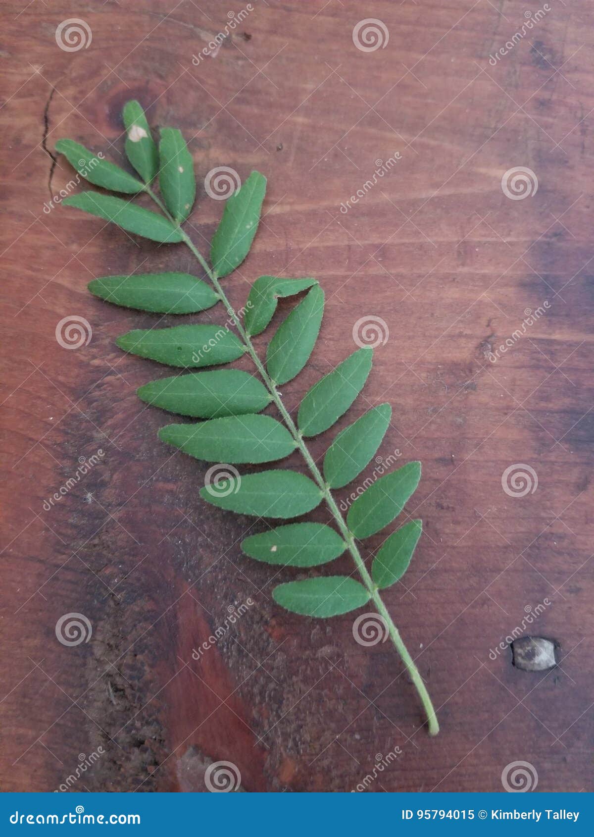 Compound leaf stock image. Image of beautiful, bright - 95794015