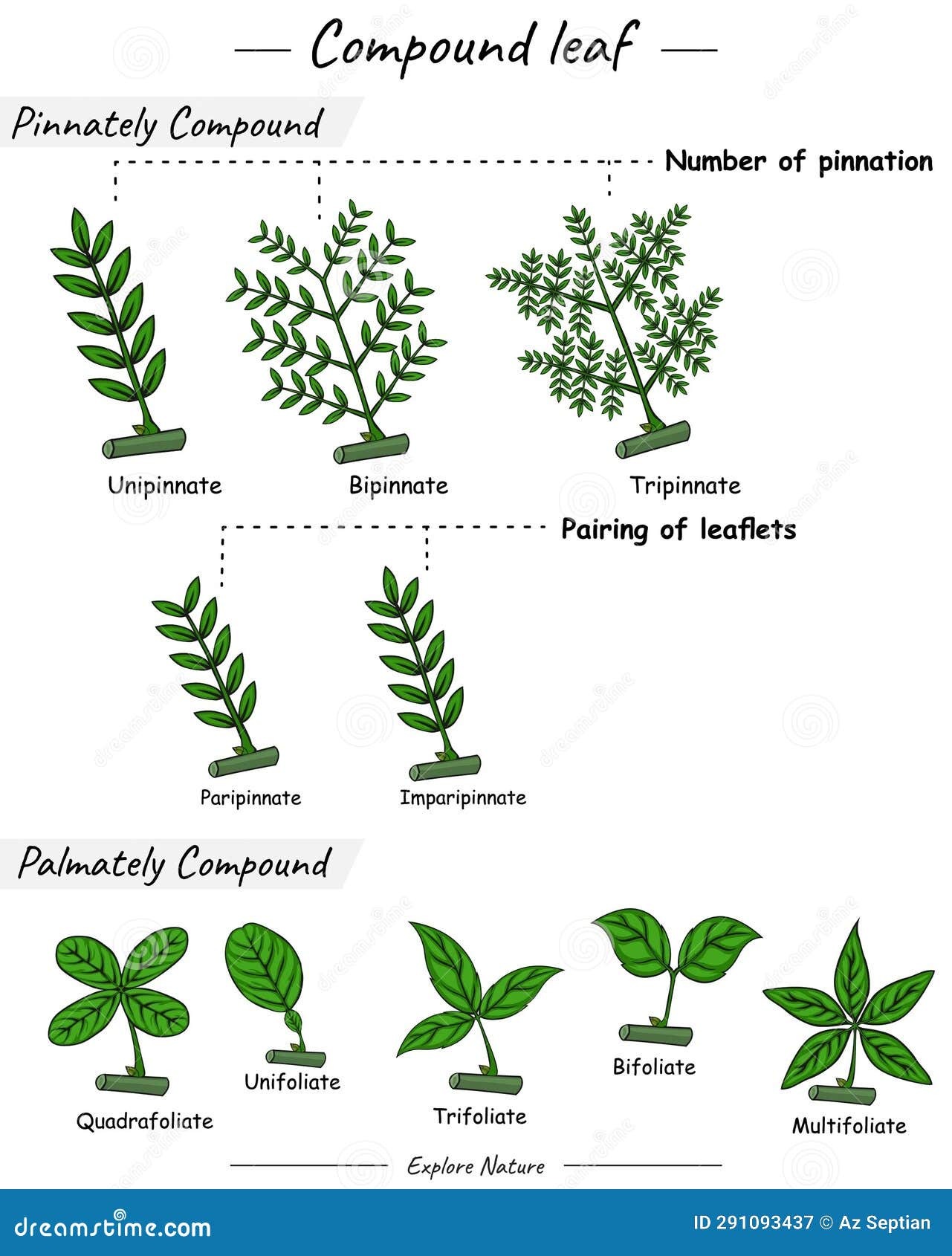 Compound Leaf. Different Types of Compound Leaf Stock Vector ...
