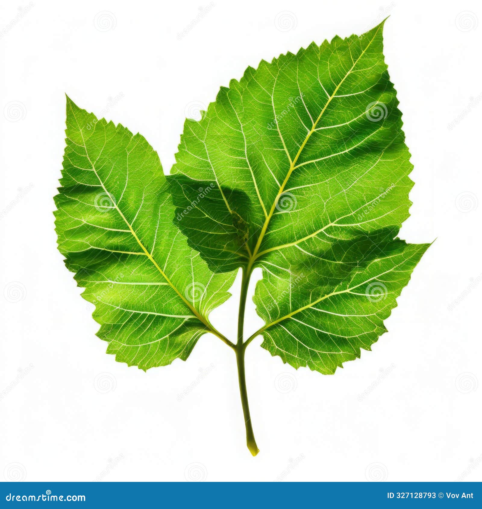 Compound Leaf a Leaf Structure with Multiple Leaflets Stock ...