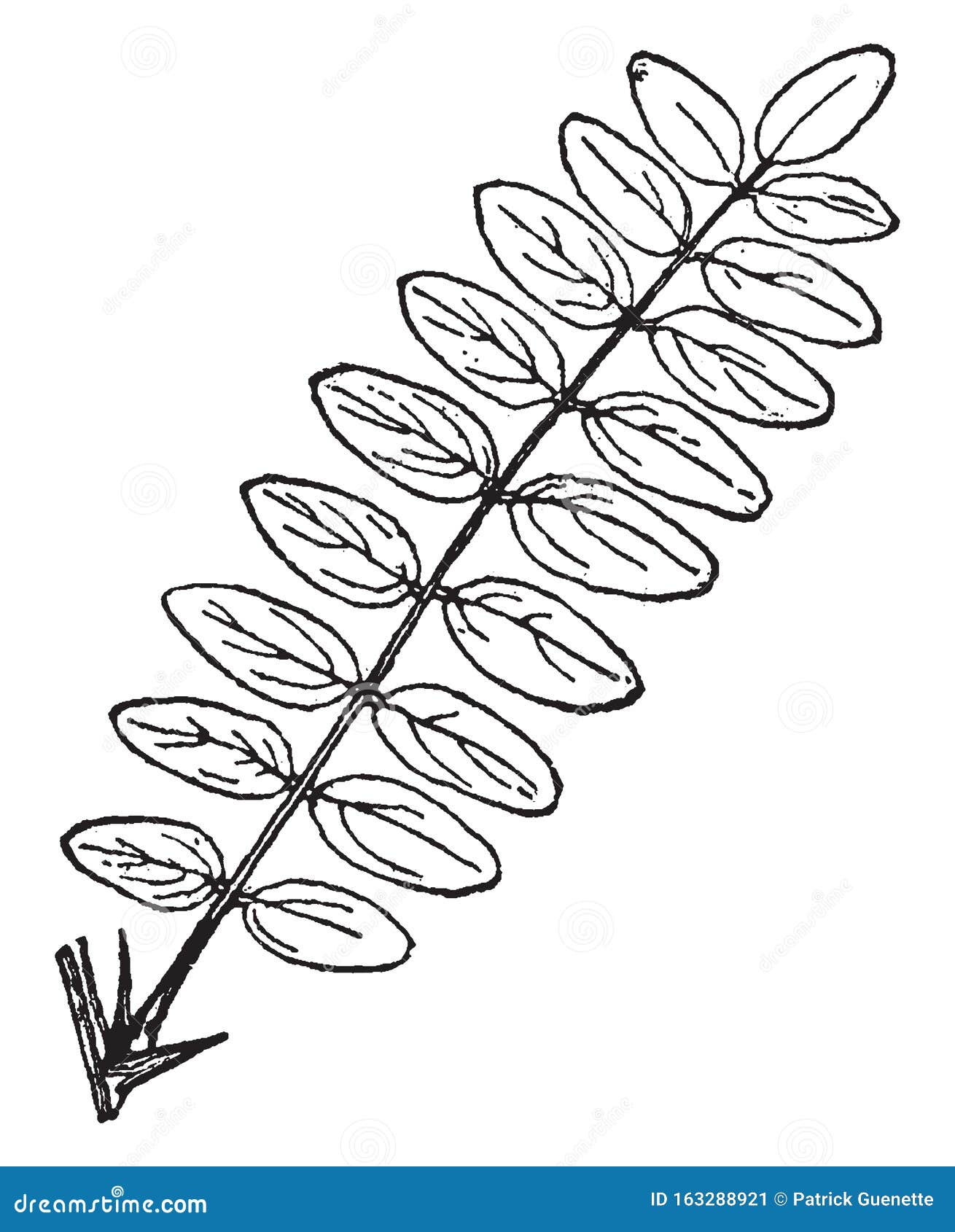 Compound Leaf Vintage Illustration Stock Vector - Illustration of ...