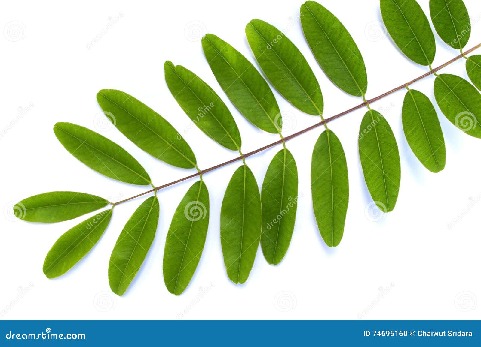 The compound leaf stock photo. Image of background, beauty - 74695160