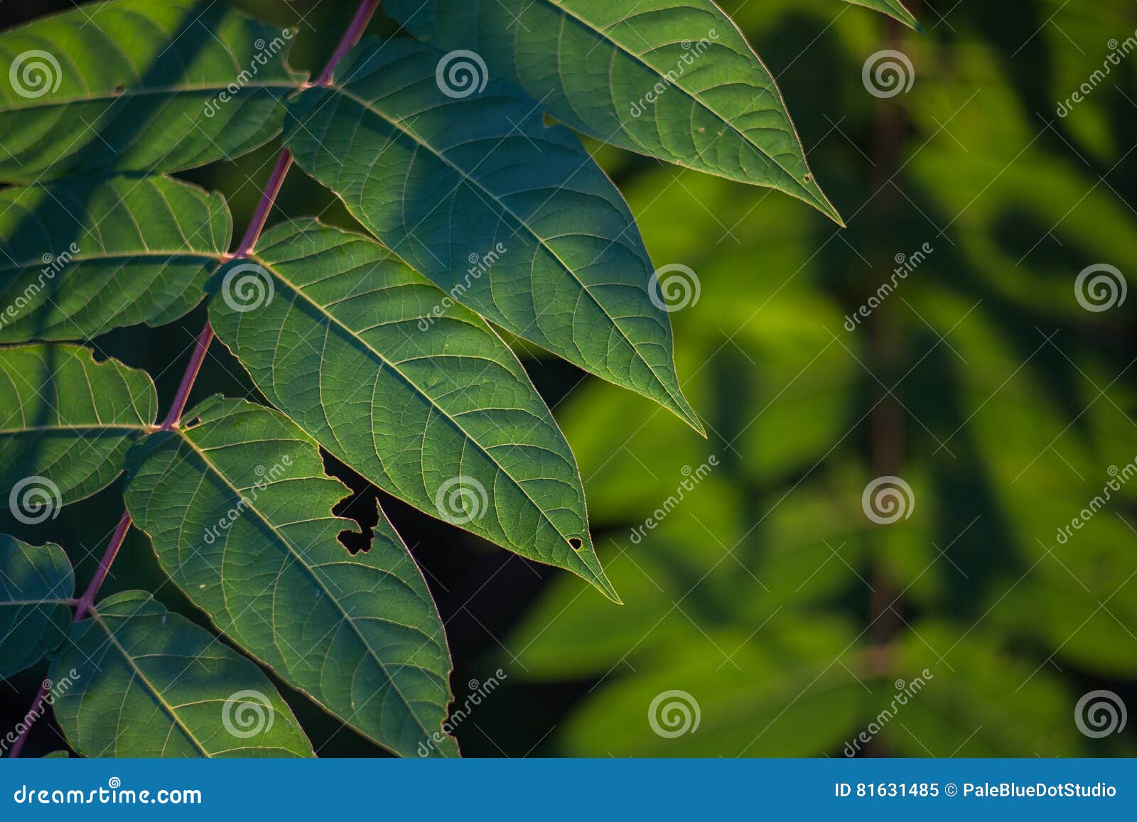 Compound Leaves 2 stock image. Image of repeating, branch - 81631485