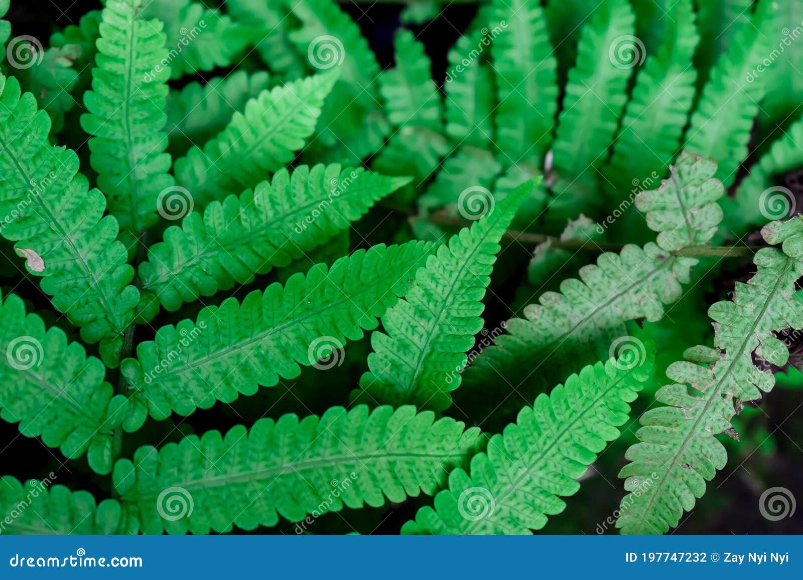 Compound Pinnate Leaves with Black Background. Pattern of Leaf Branches ...