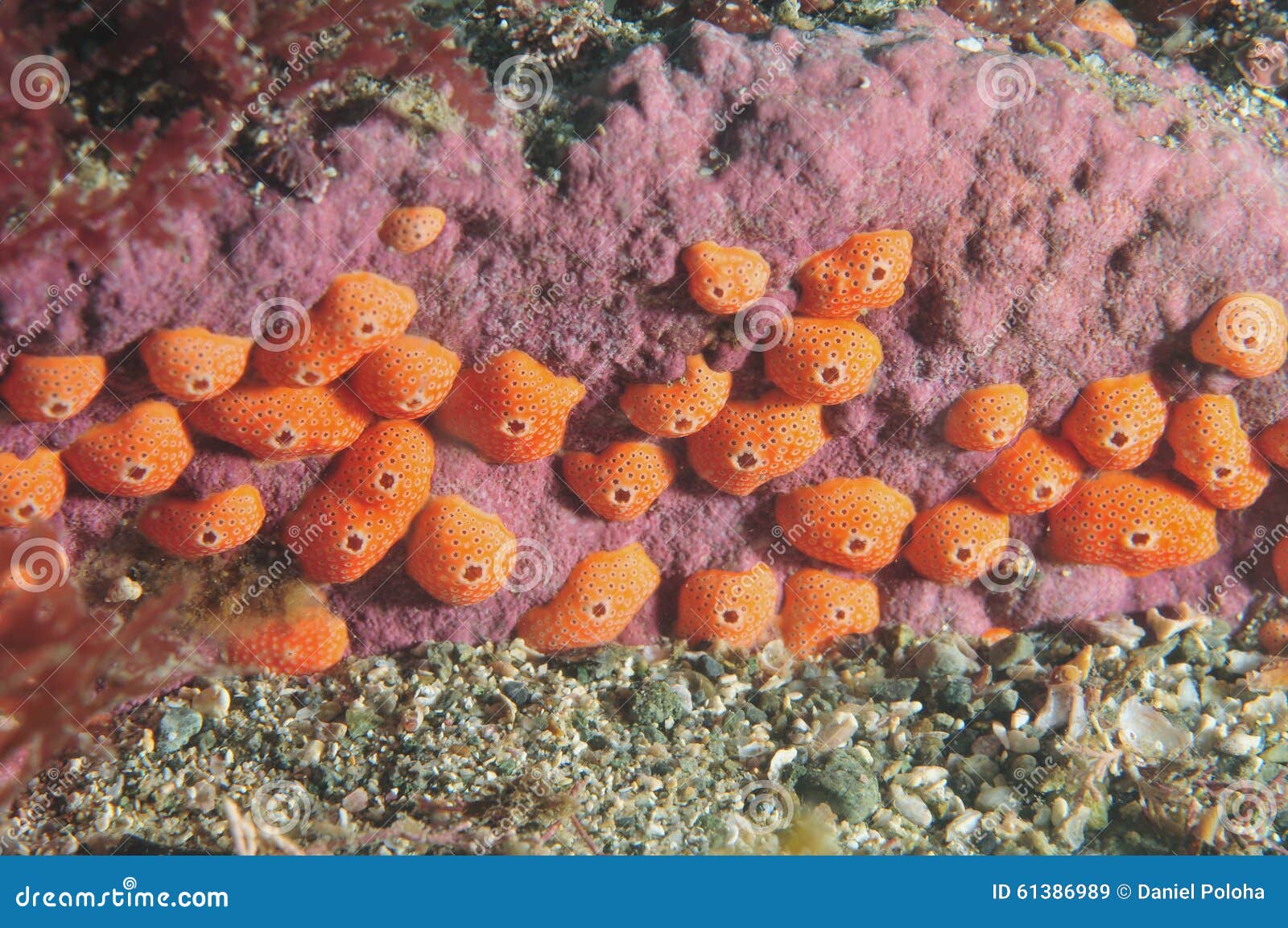 Compound tunicates stock image. Image of tunicate, tunicates - 61386989