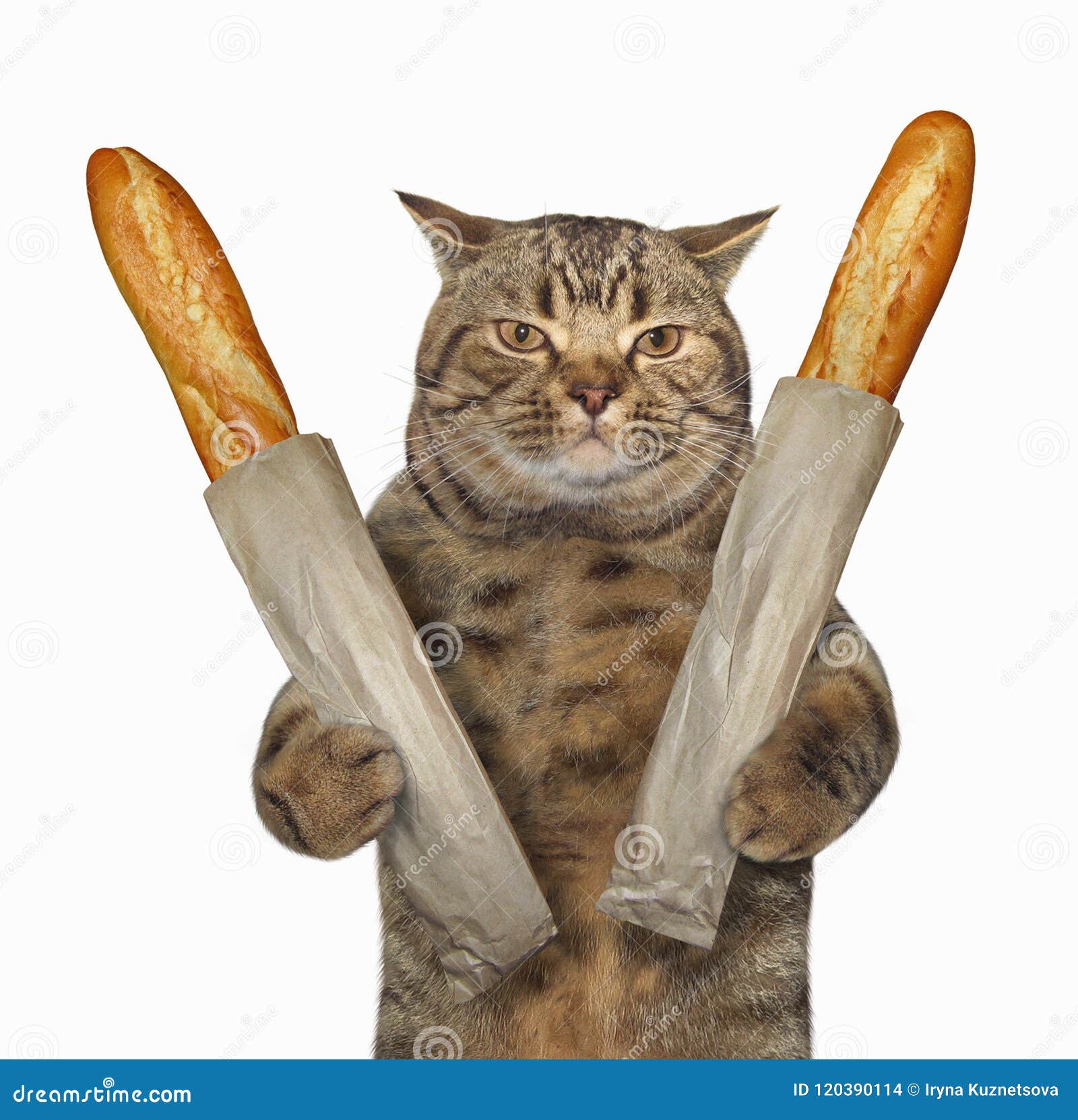 Comprador Del Gato Con Pan Francés Foto de archivo - Imagen de harina ...