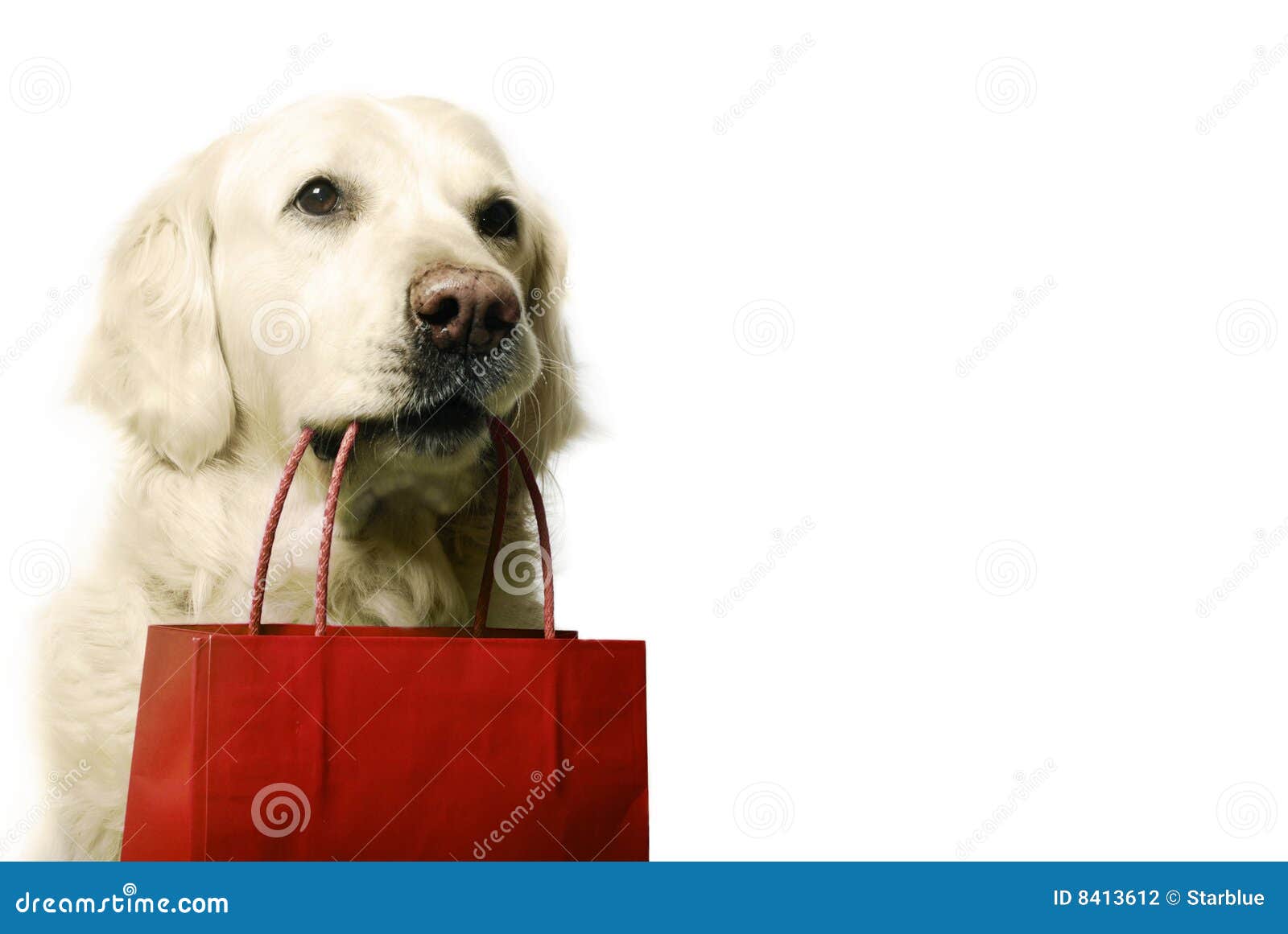 Compras del perro foto de archivo. Imagen de silo, animal - 8413612