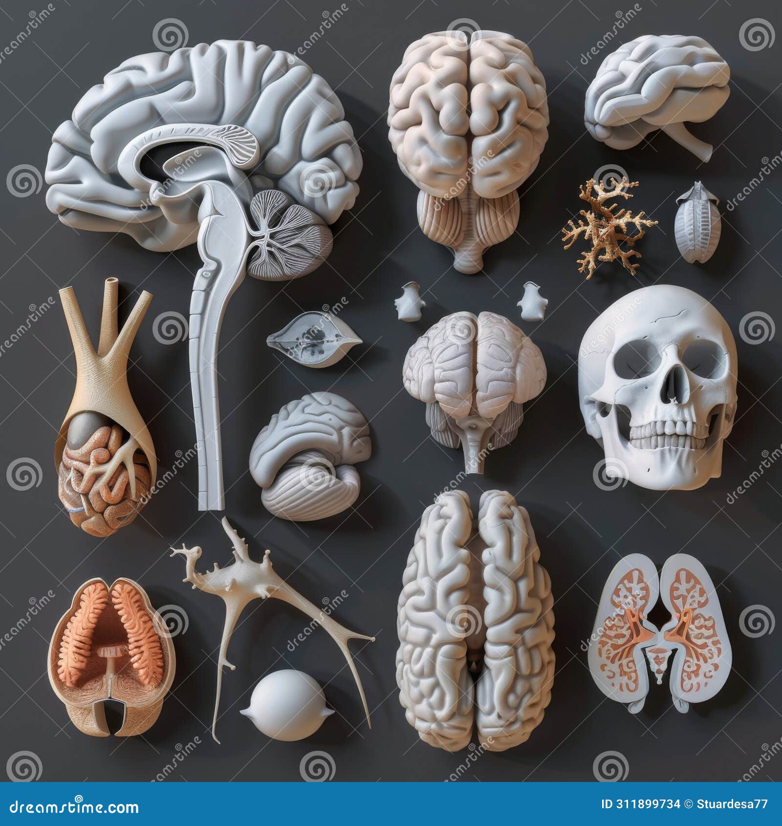Comprehensive Brain Anatomy Collection Stock Illustration ...