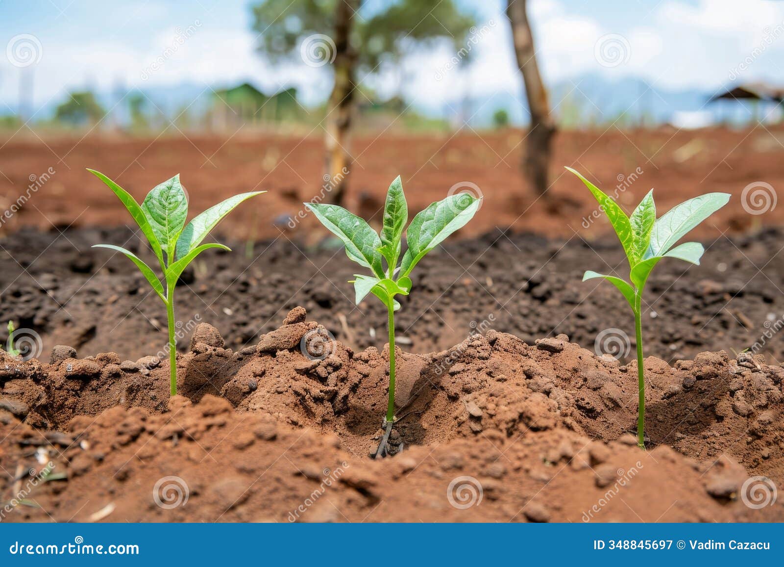 Comprehensive Guide To Successful Vegetable Cultivation Techniques and ...