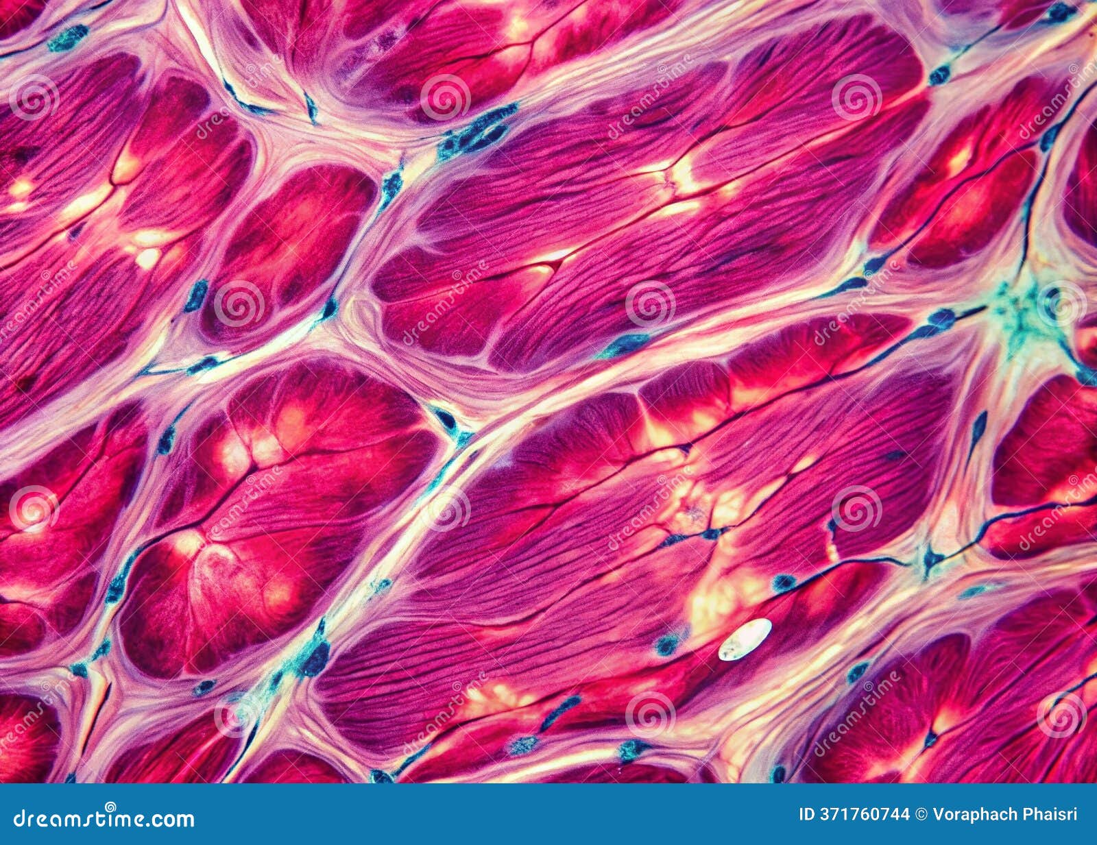Microscopic Skeletal Muscle Anatomy A Detailed Visual Guide For ...