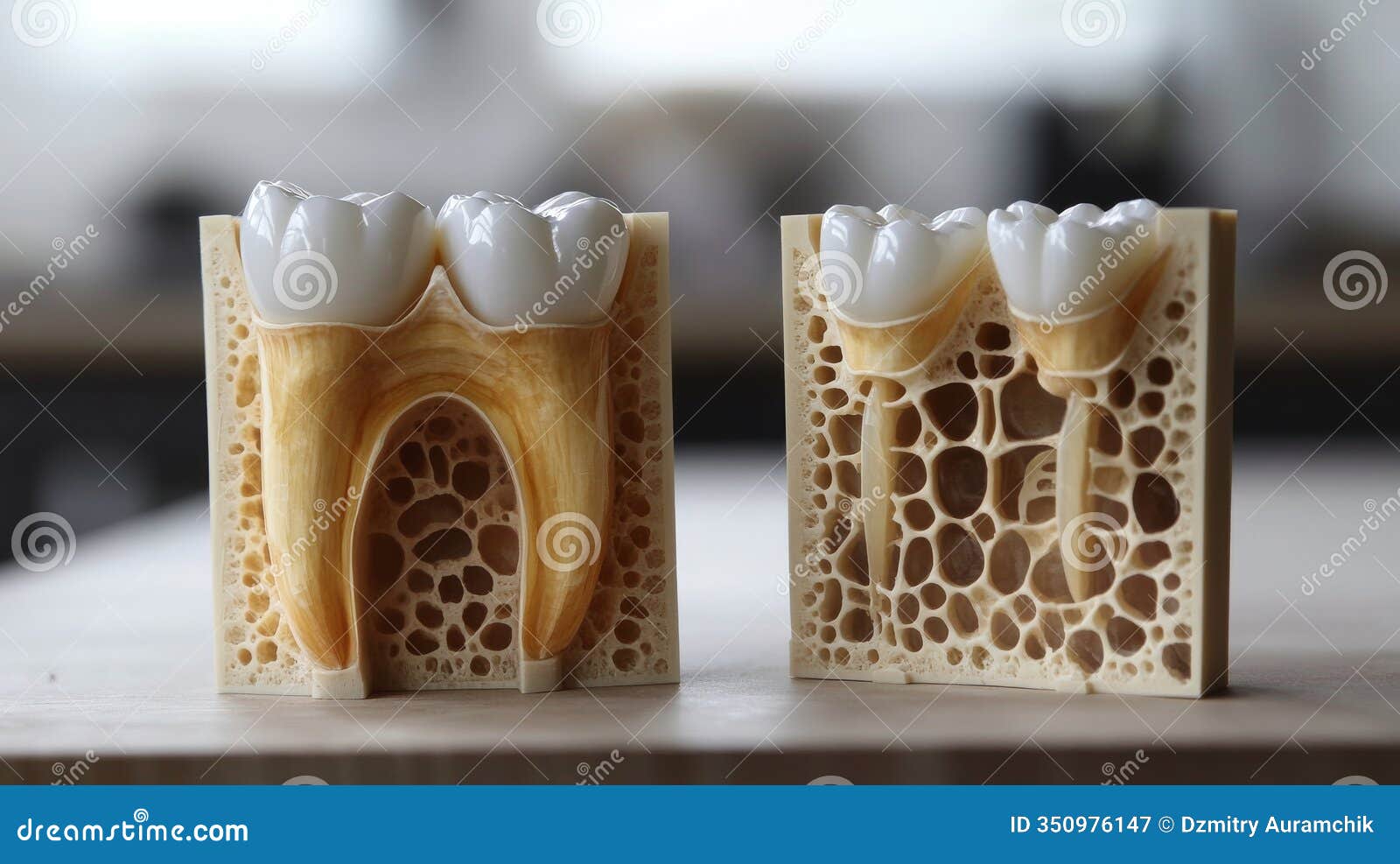 Comprehensive Scientific Representation of a Human Teeth Cross Section ...