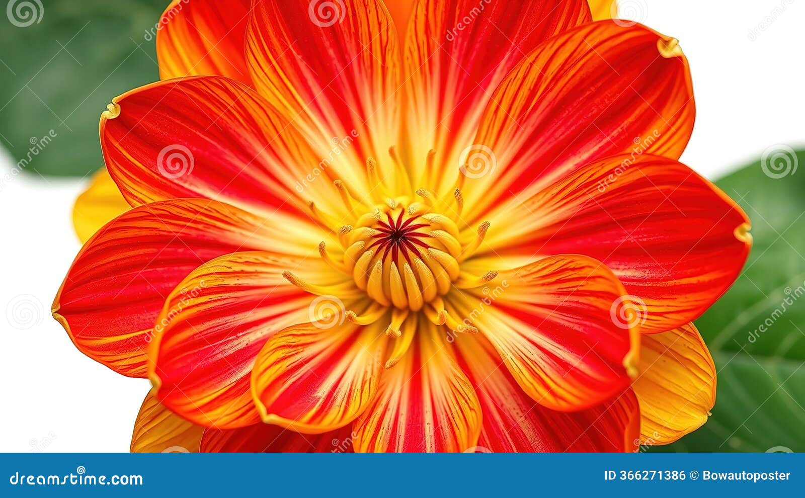 Understanding Nail Fungus A 3D Microscopic Deep Dive Into Early ...