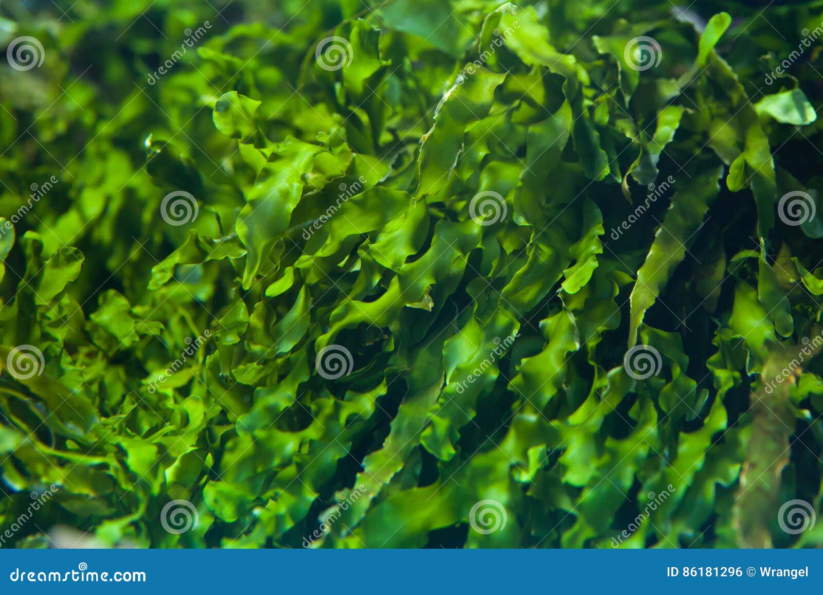 Compressa Verde Do Ulva Da Alga Foto de Stock - Imagem de oceano ...