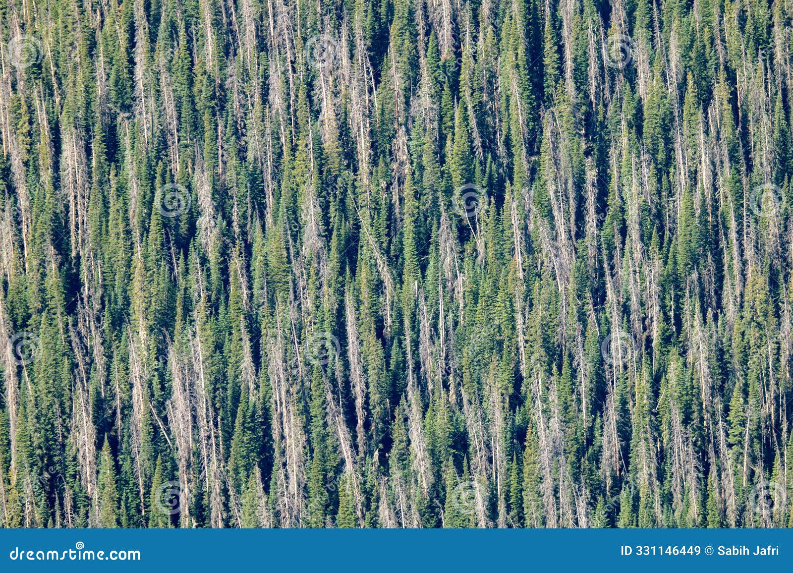 Compressed Aerial Picture of Evergreen Trees Stock Image - Image of ...