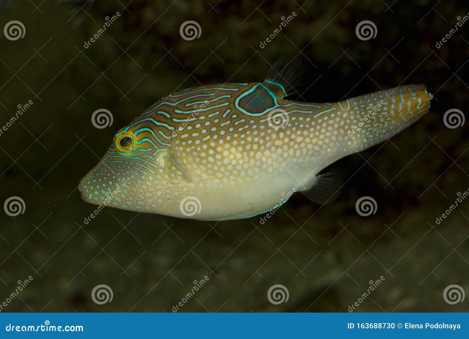 The Compressed Toby or Fingerprint Toby Canthigaster Compressa. Stock ...