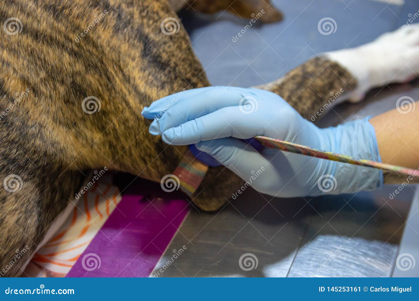 Compression of a Dog`s Vein Stock Image - Image of mammal, endovenous ...